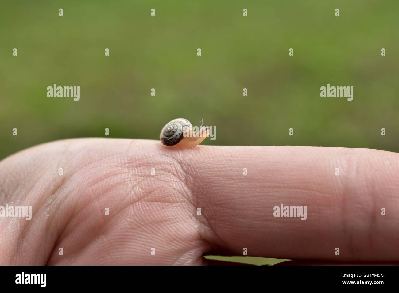 Little finger snail hi-res stock photography and images - Alamy