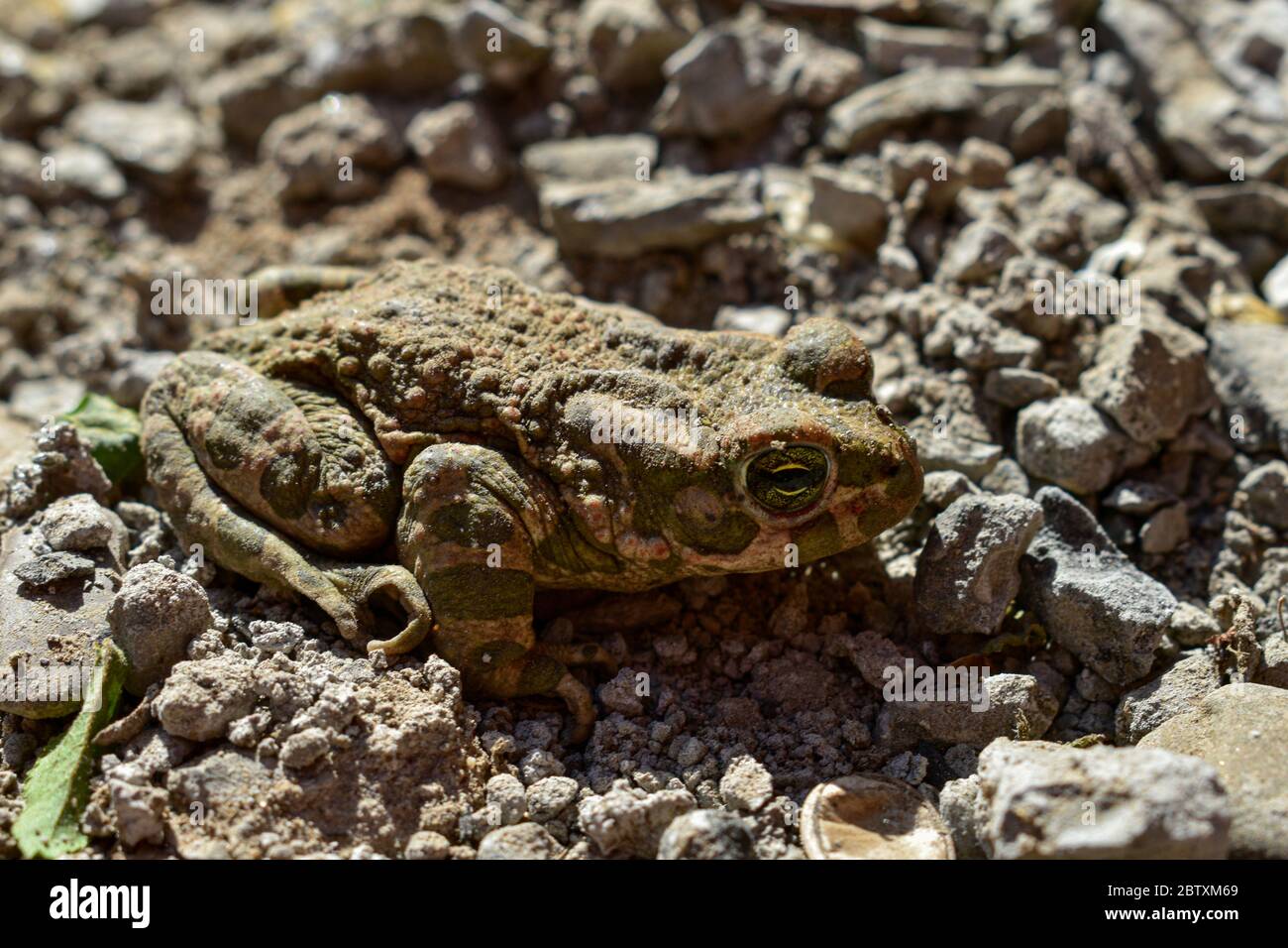 The common frog (Rana temporaria), also known as the European common ...