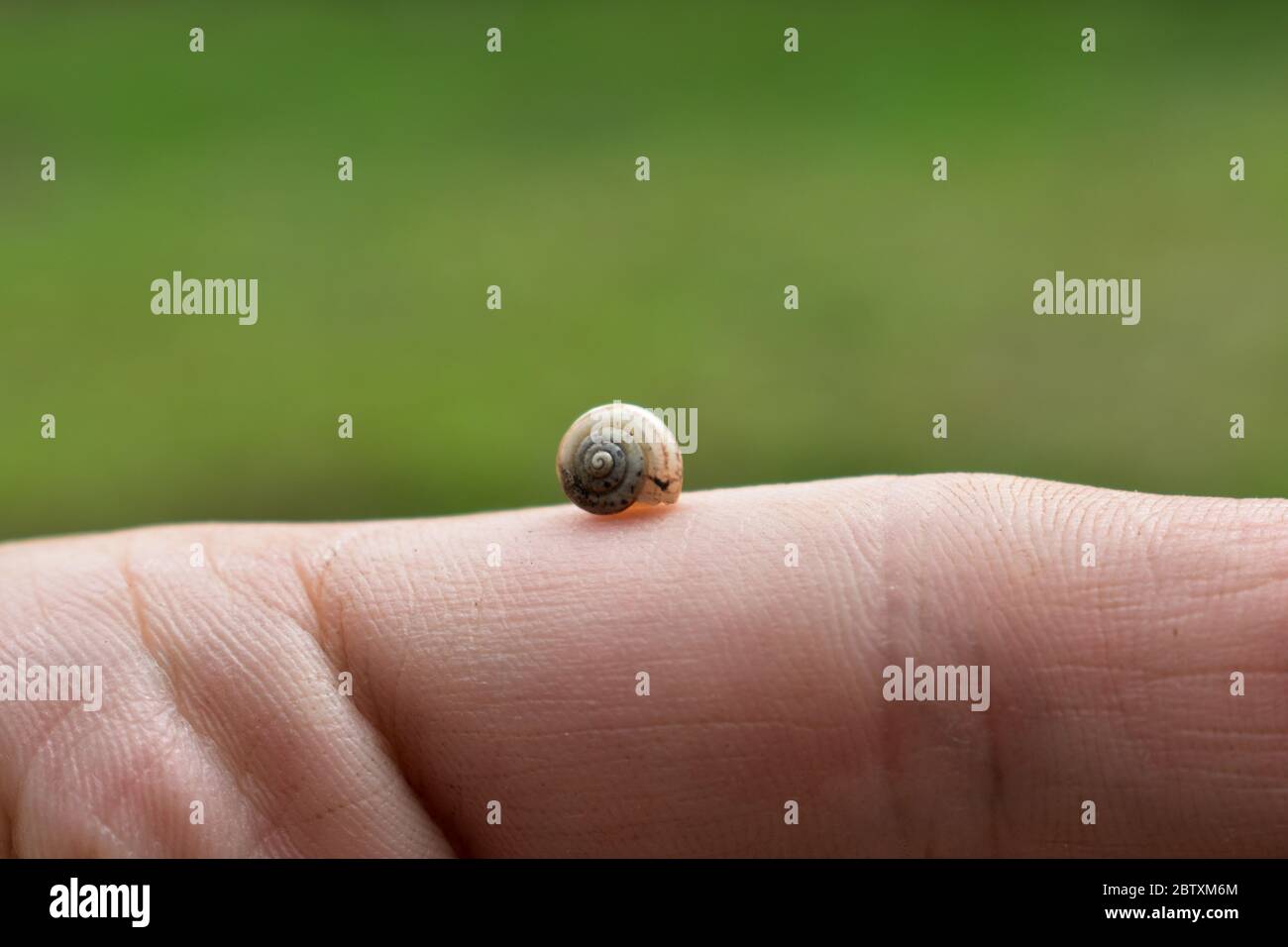 Little finger snail hi-res stock photography and images - Alamy