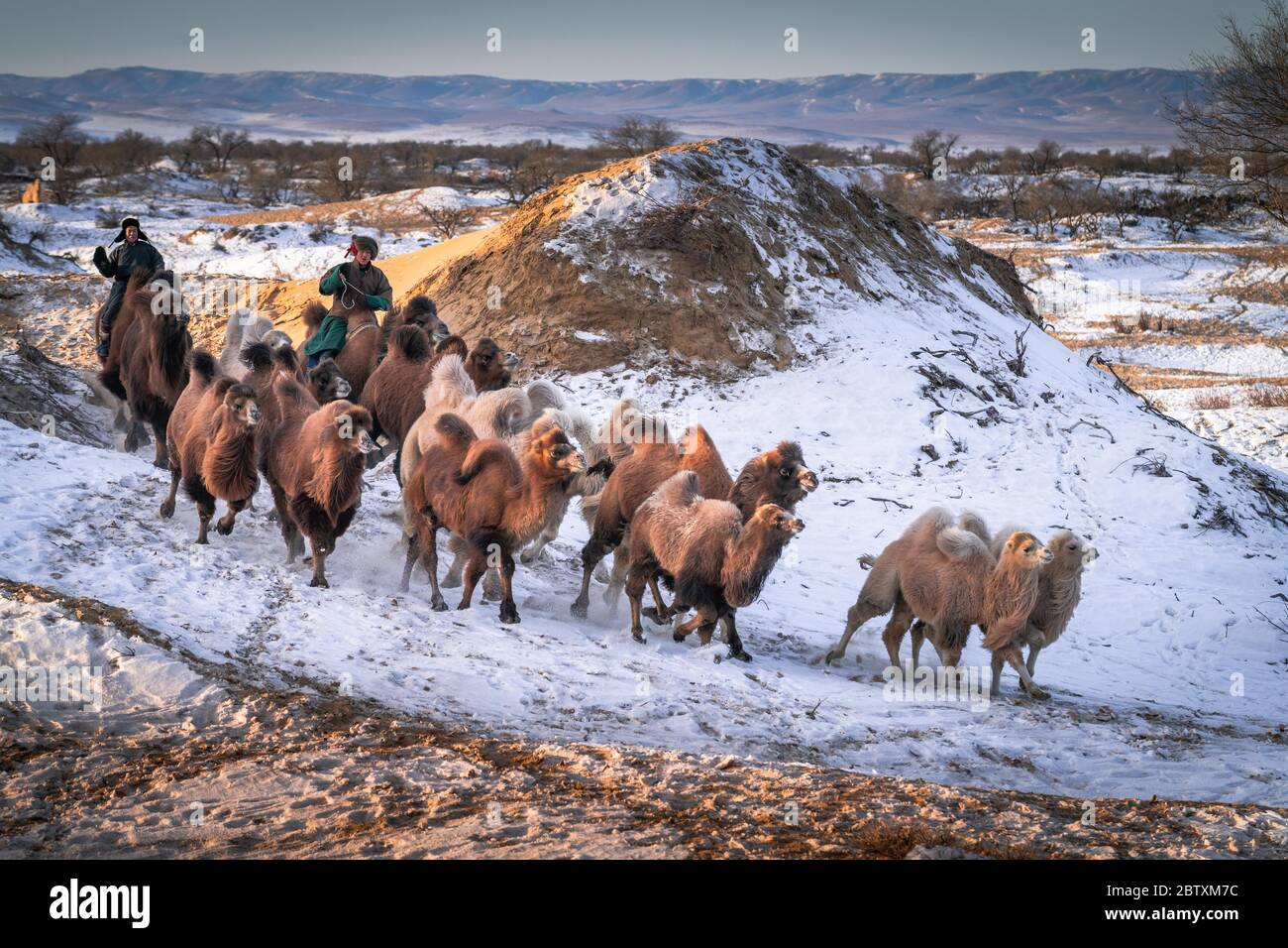 Camel driver with herd of camels, Bactrian camels (Camelus bactrianus) walking in the snow ...