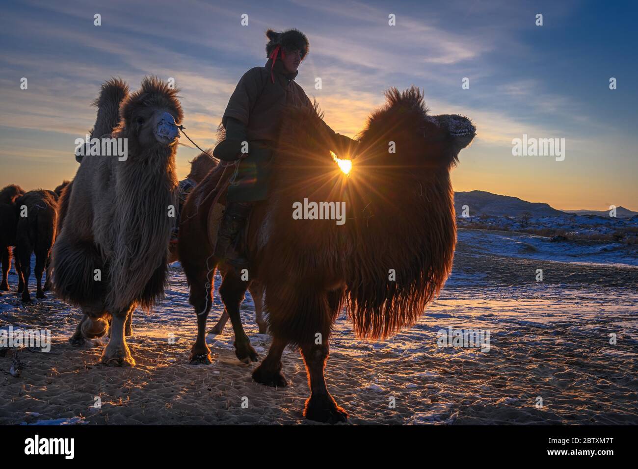 Camel driver on bactrian camels camelus bactrianus hi-res stock photography and images - Alamy