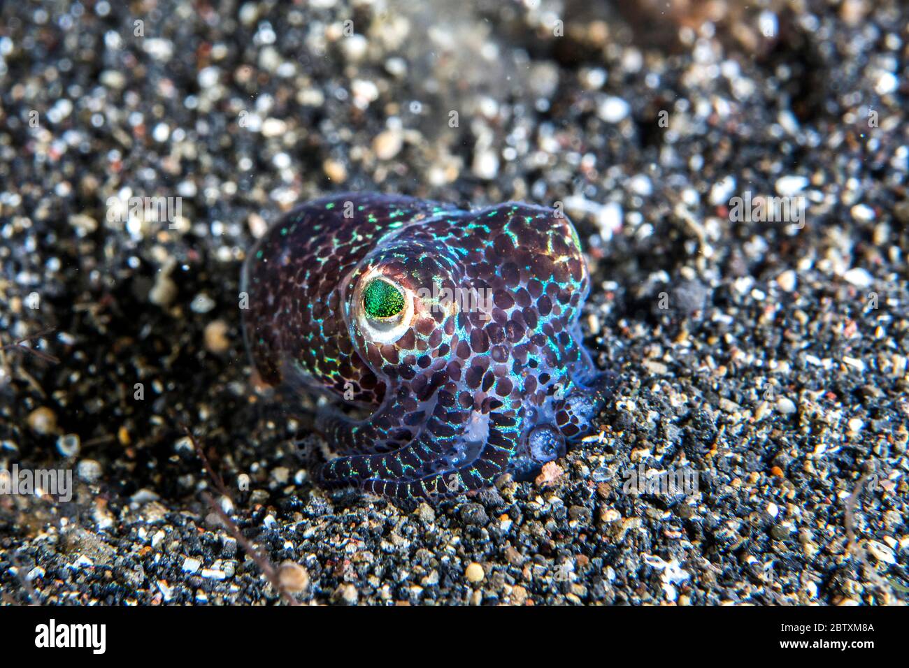 Bobtail squid hi-res stock photography and images - Alamy