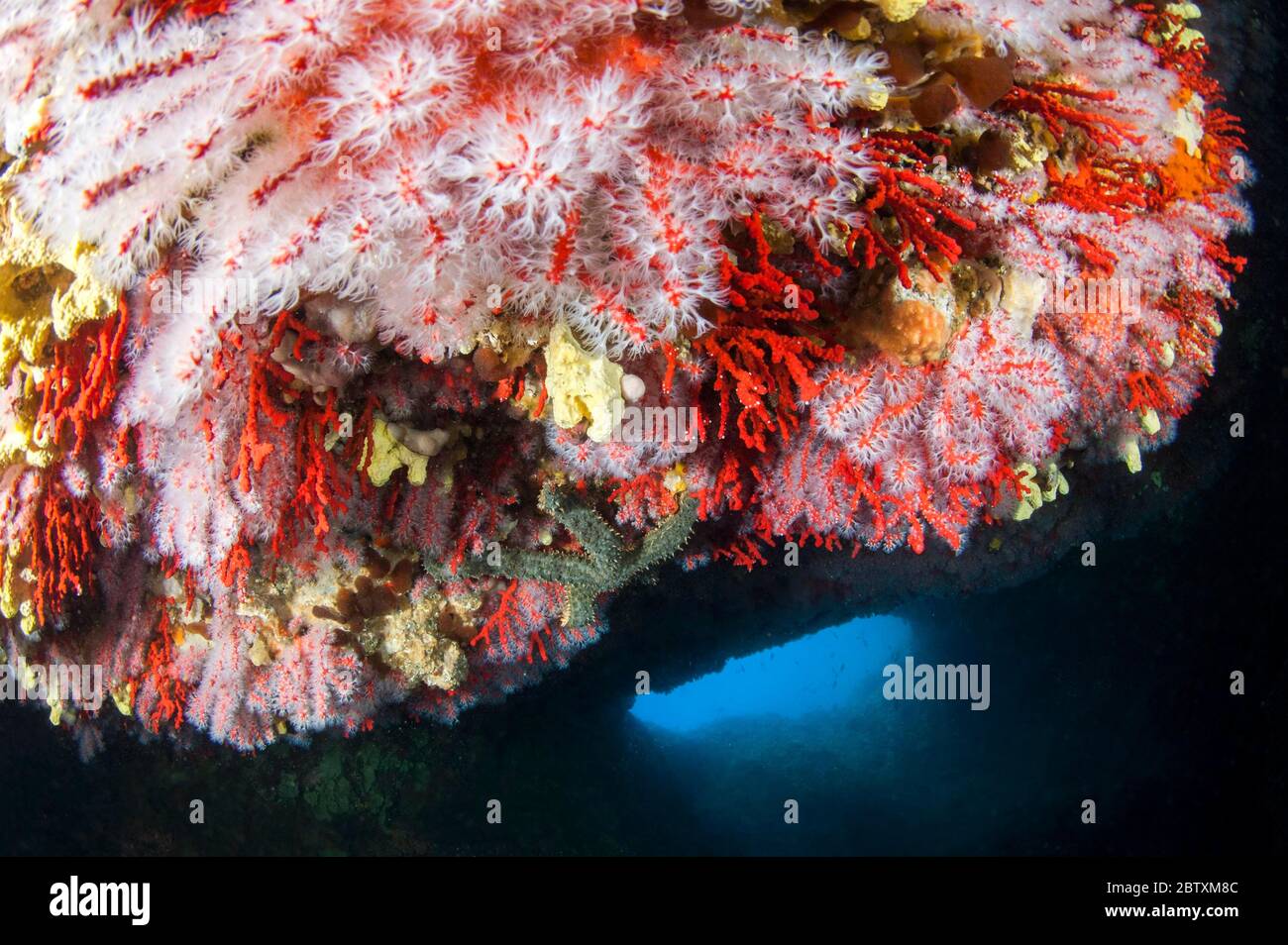 Ceiling of an underwater cave inhabited by Red coral (Corallium rubrum ...