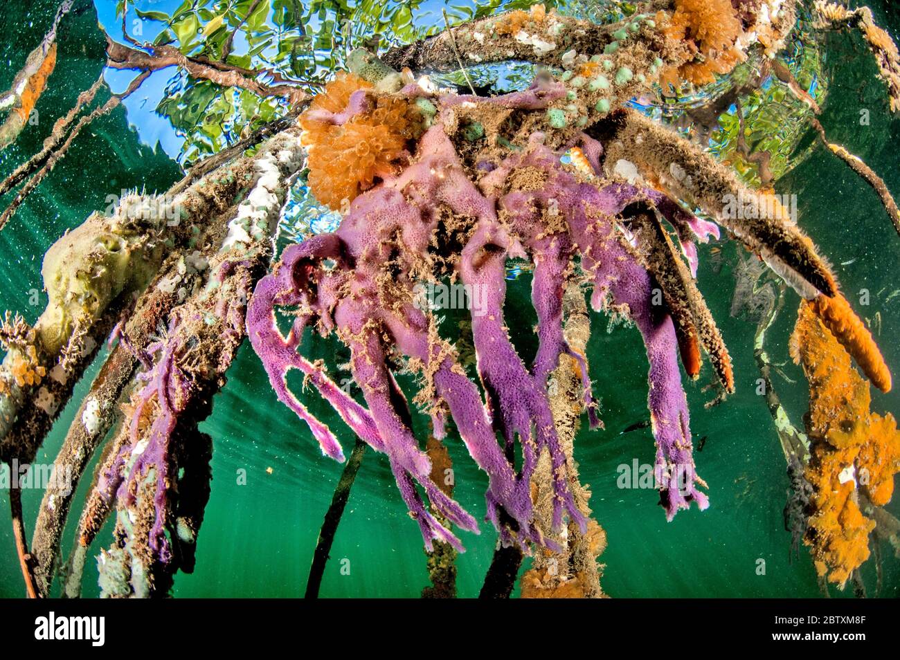 Mangrove roots underwater hi-res stock photography and images - Alamy
