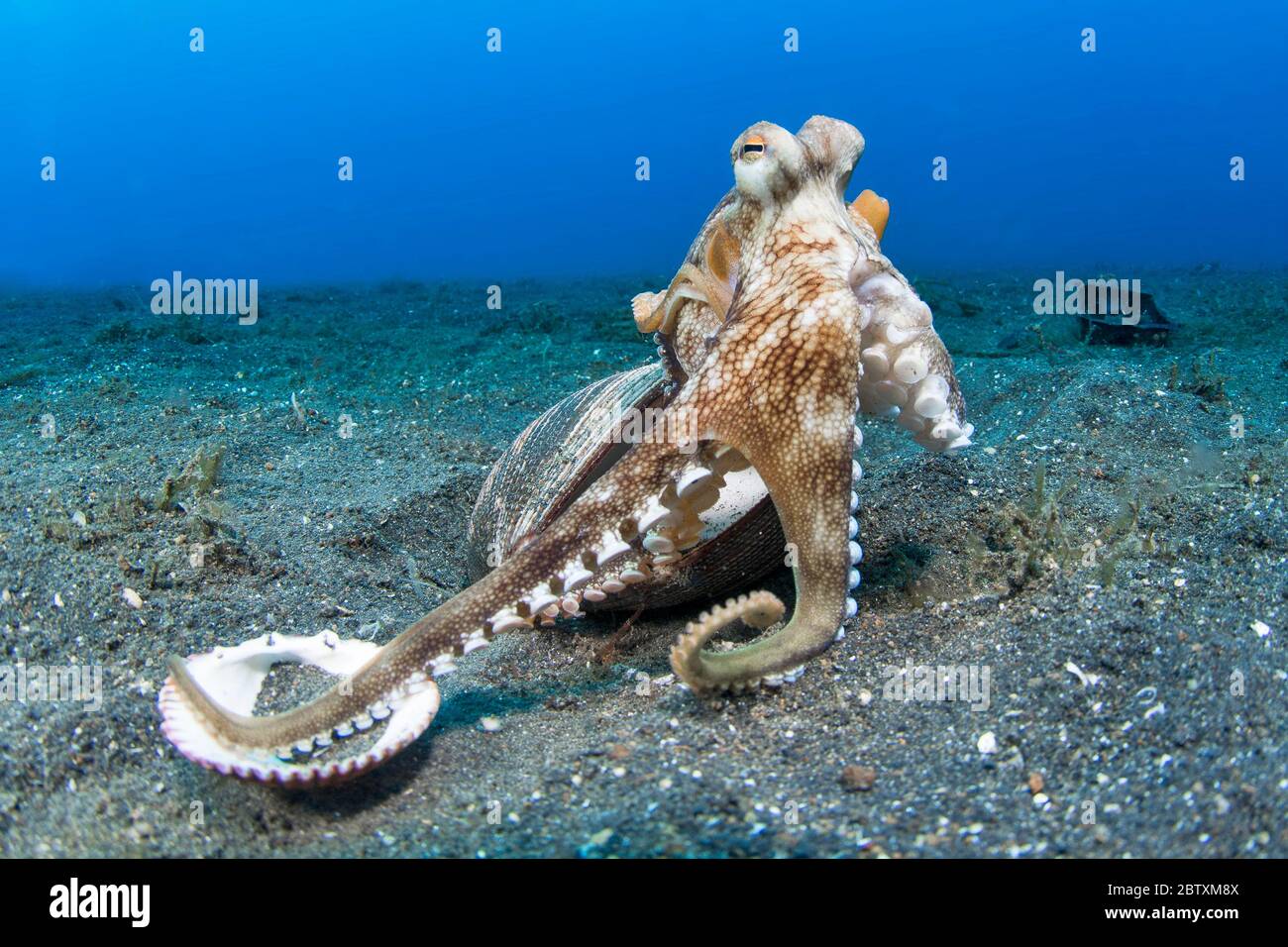 Coconut octopus (Octopus marginatus) with empty shell as shelter ...