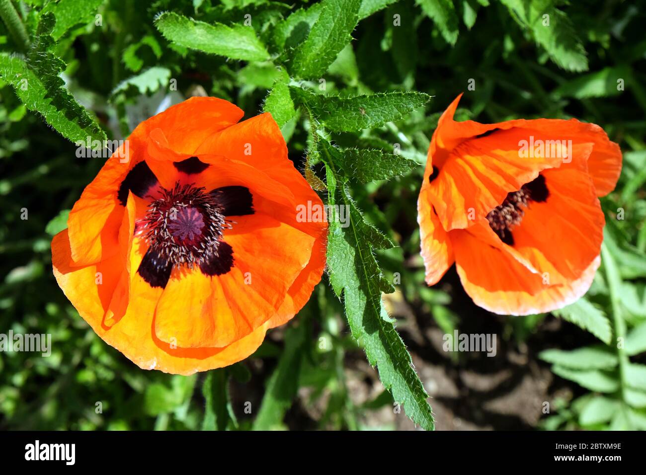 Papaver orientale leaves hi-res stock photography and images - Alamy