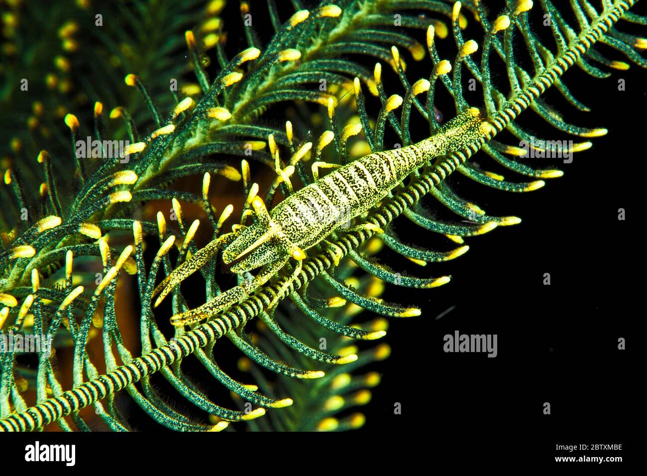Ambon Crinoid Shrimp (Laomenes amboinensis), Siladen, North Sulawesi ...
