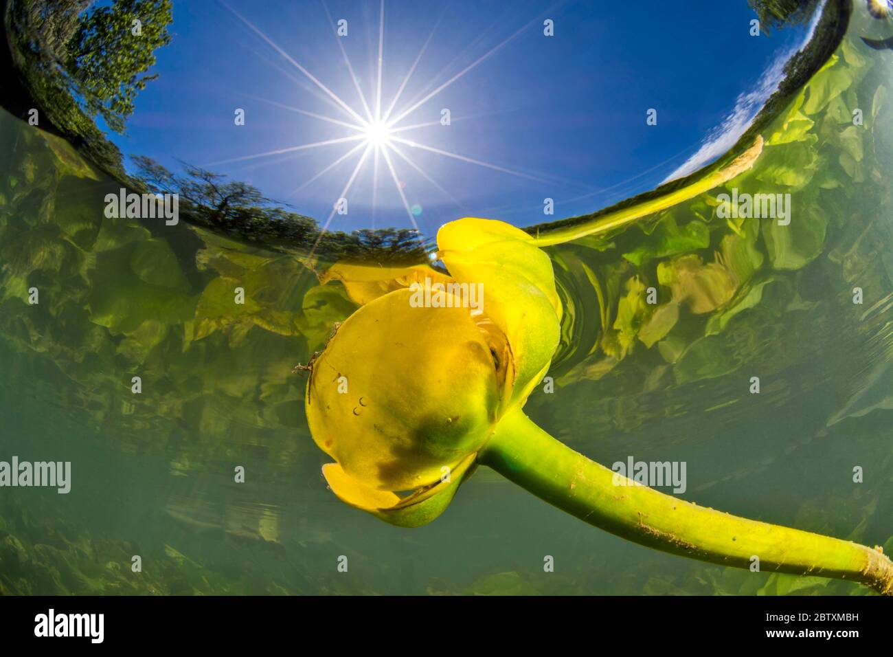 Nuphar lutea underwater hi-res stock photography and images - Alamy