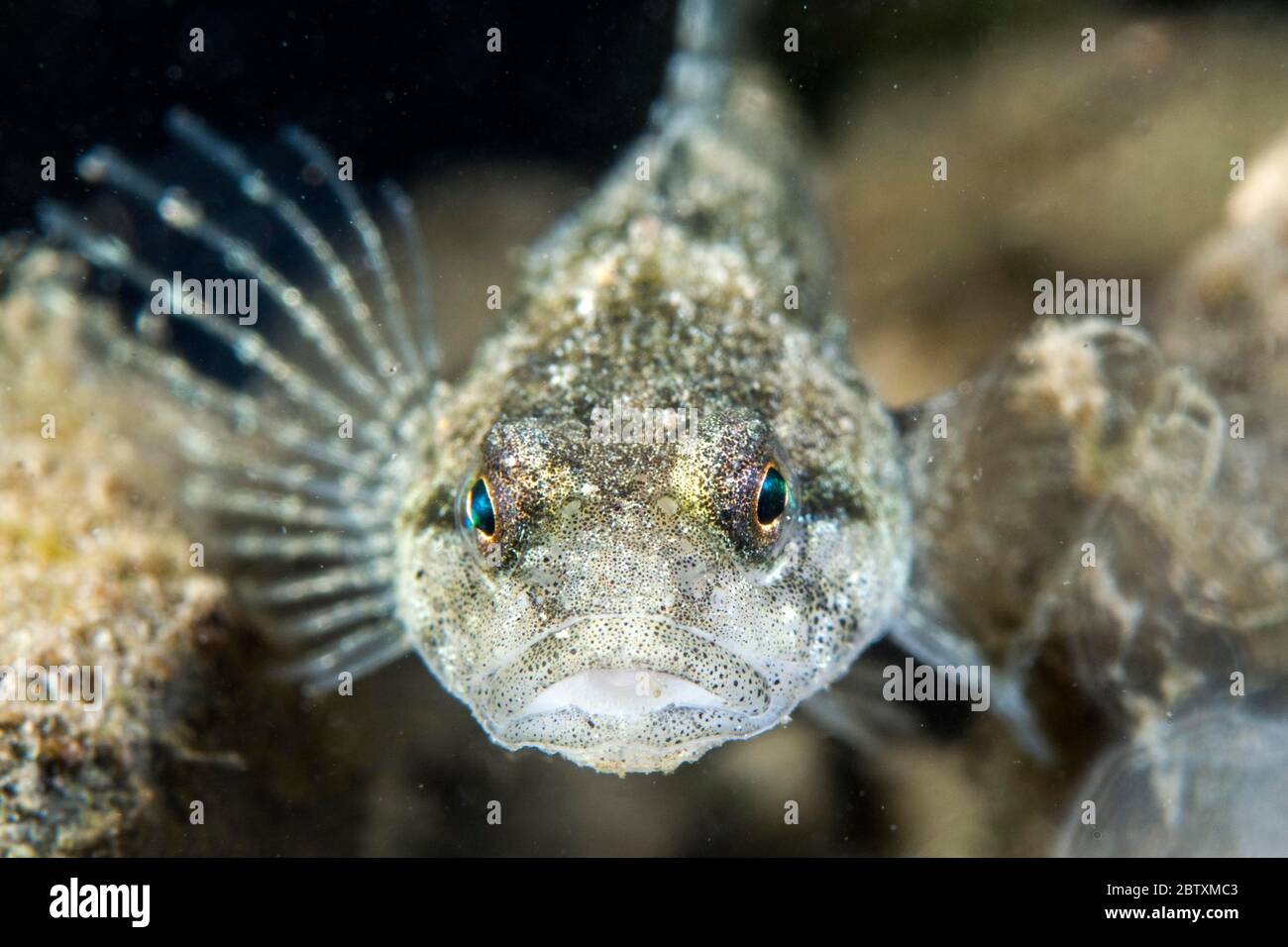 Lez sculpin (Cottus petiti), portrait, endemic to the river Lez, IUCN ...