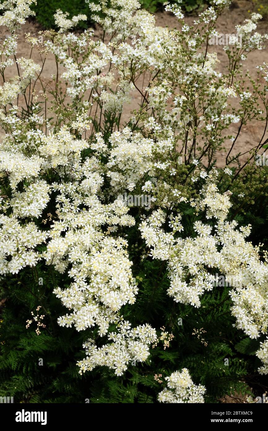Filipendula vulgaris hi-res stock photography and images - Alamy