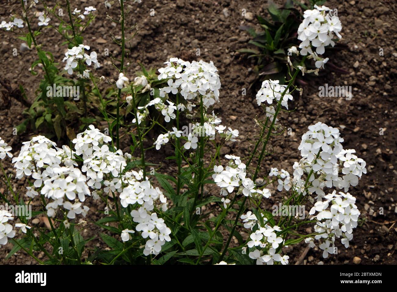 Hesperis matronalis ssp candida hi-res stock photography and images - Alamy