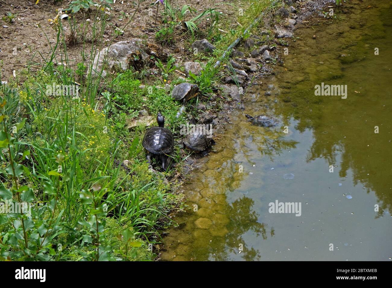 Turtles in a swamp Stock Photo - Alamy