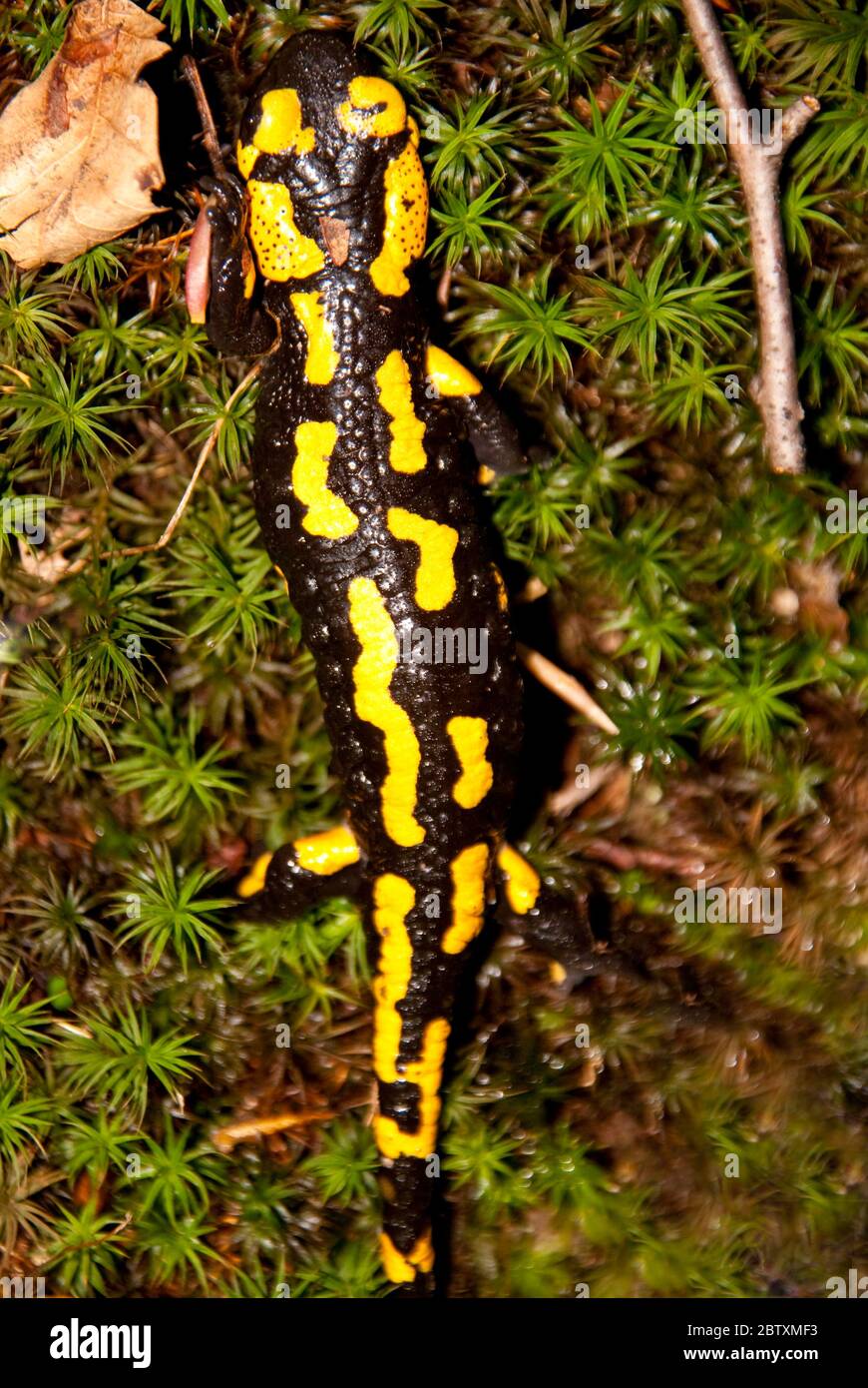 Rare black fire salamander hi-res stock photography and images - Alamy