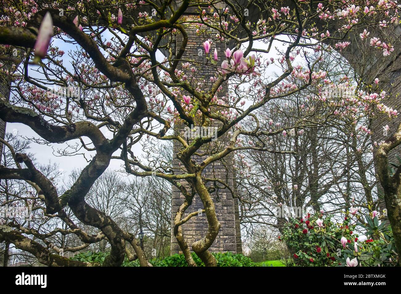The twisted gnarled branches of a Magnolia soulangeana in full bloom ...