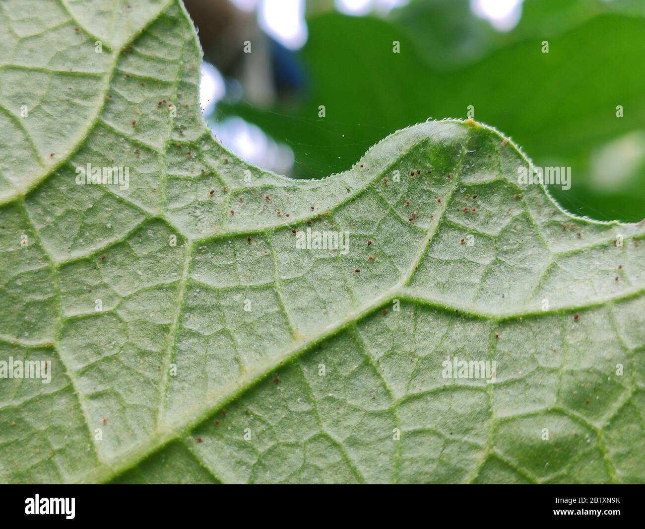 Red mite on green melon leaf Stock Photo - Alamy