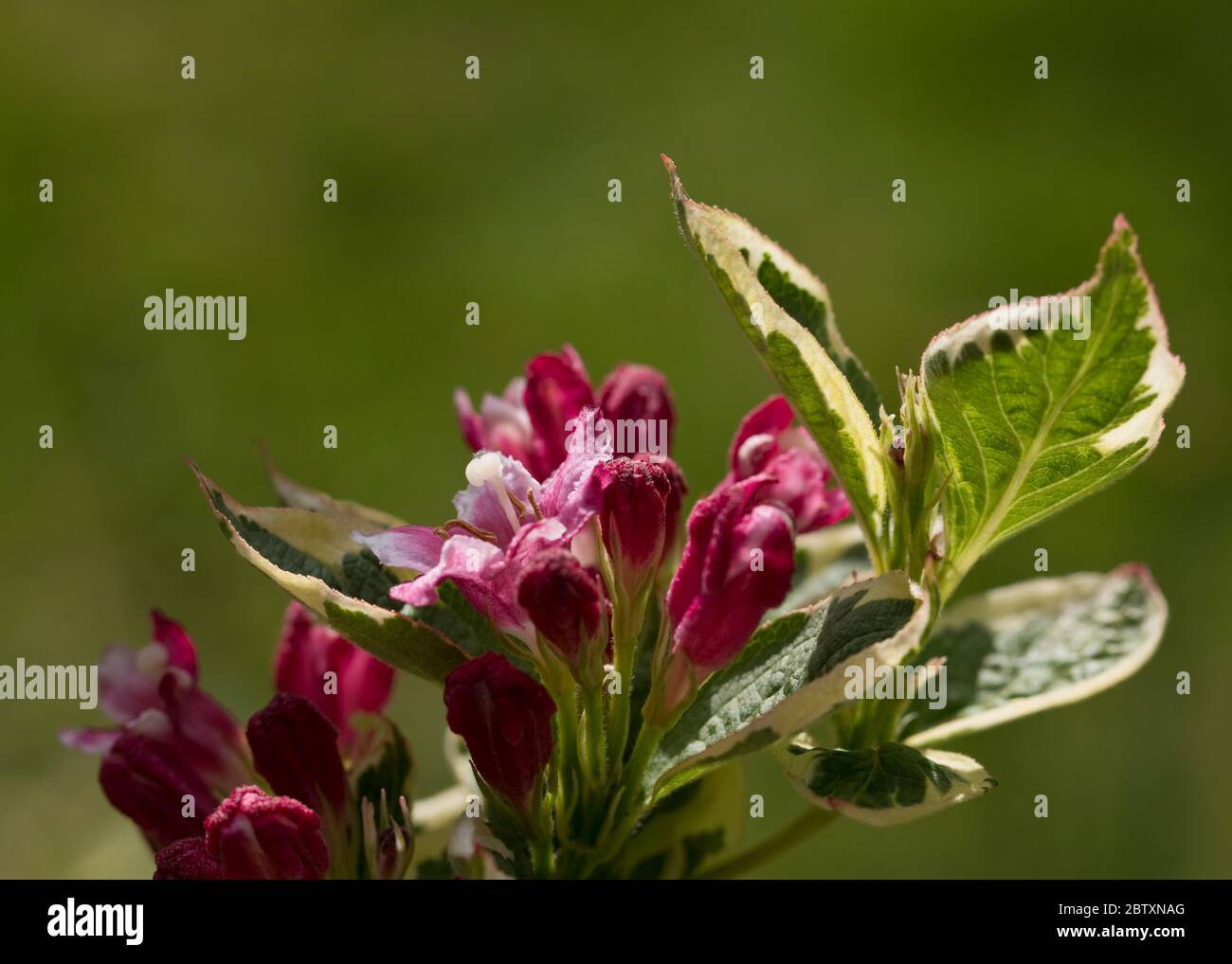Variegated weigela hi-res stock photography and images - Alamy