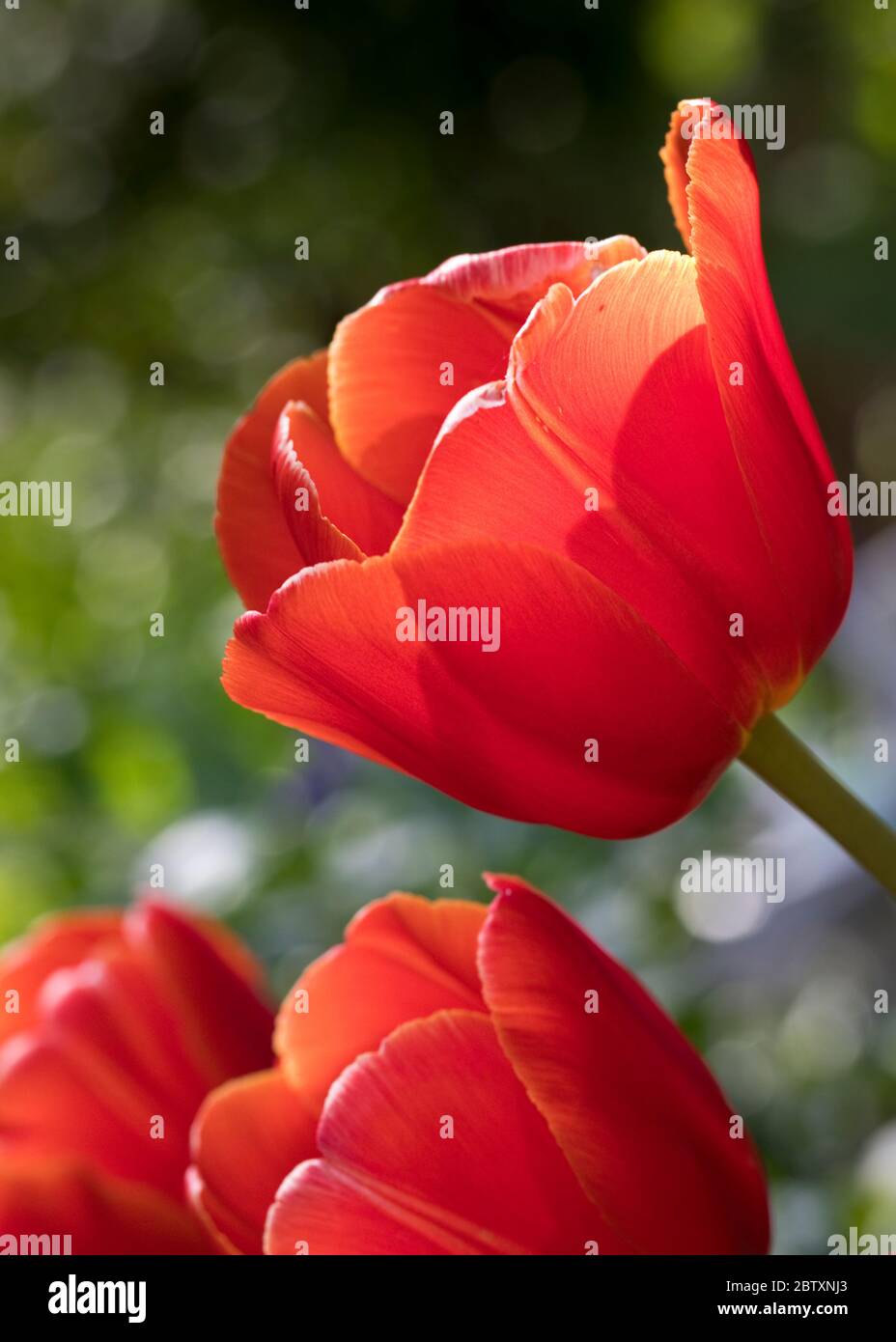 Tulip variety Dow Jones in a garden in spring, England, United Kingdom ...