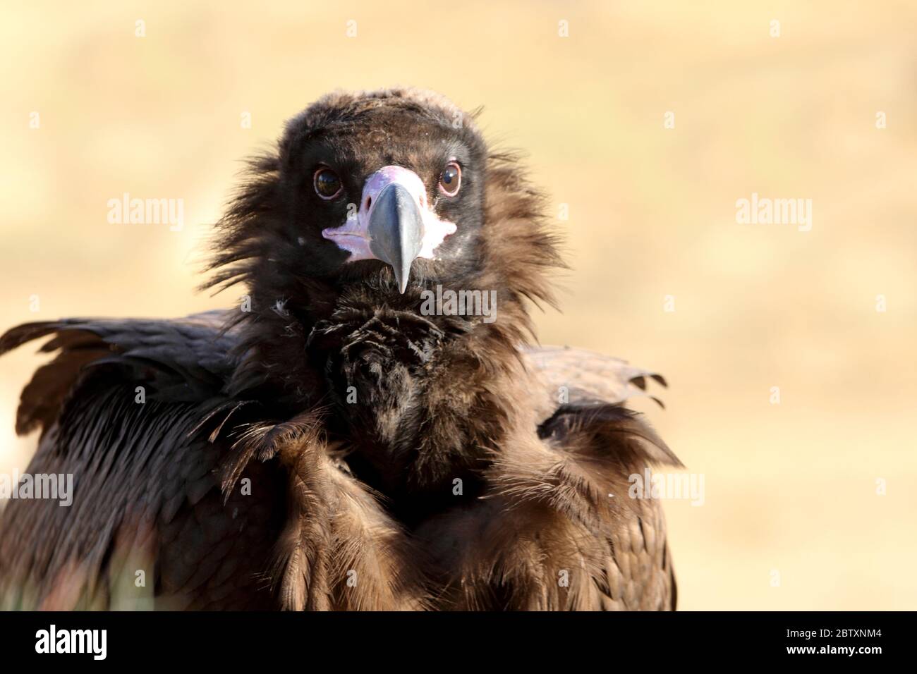 Monk tail hi-res stock photography and images - Alamy