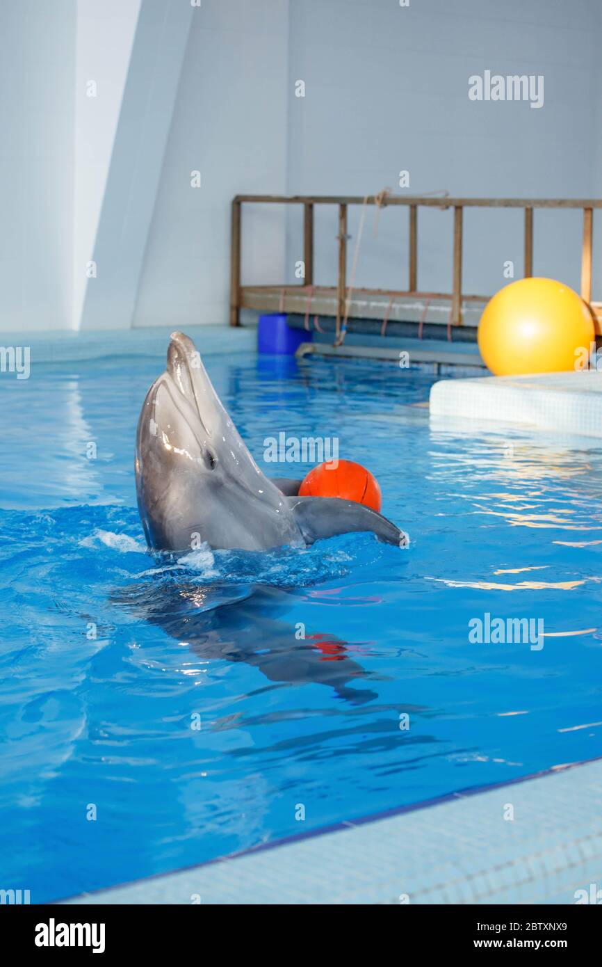 Dolphin in the indoor pool playing with balls, active playful mammal ...