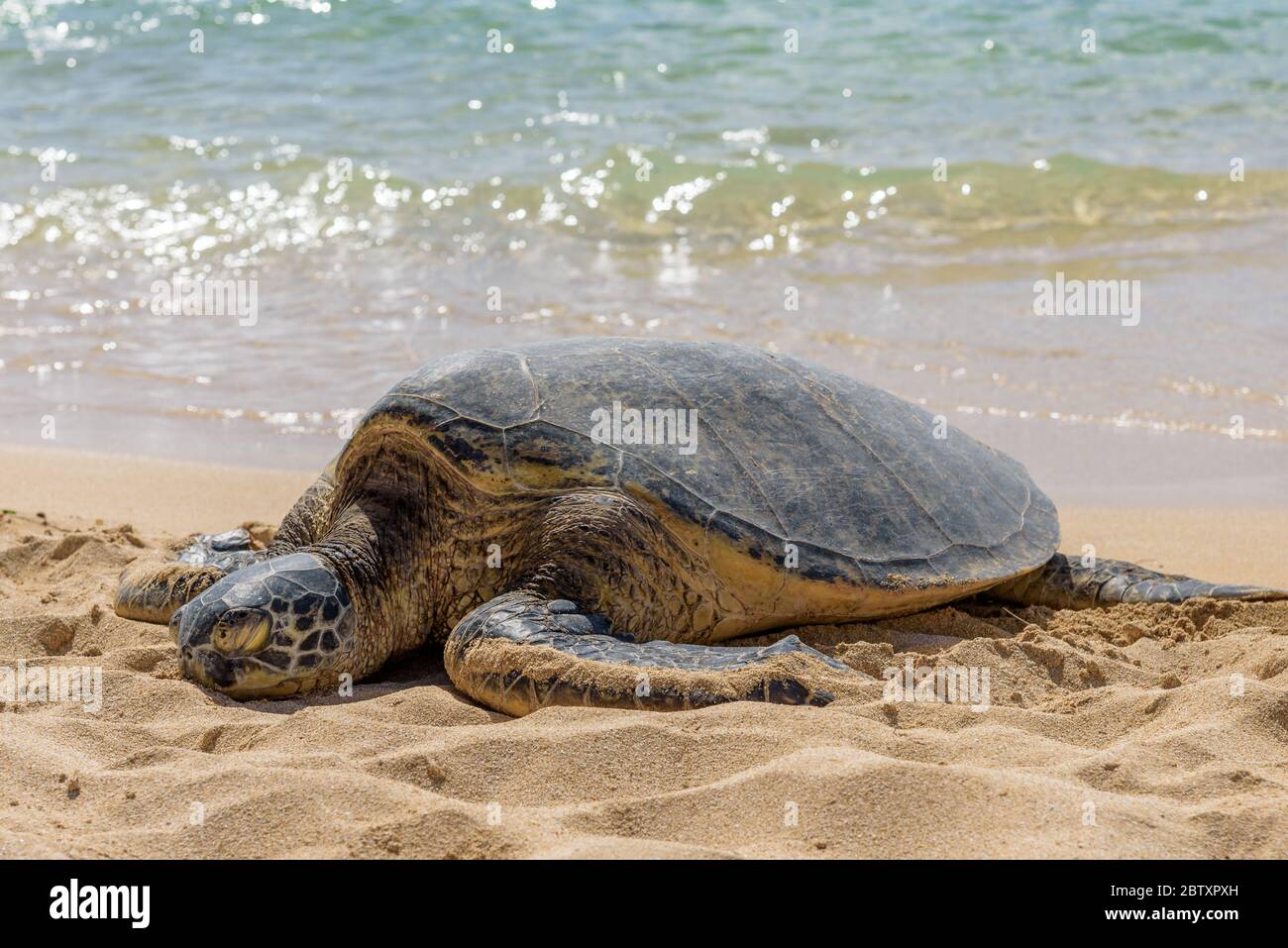 "Honu" Hawaiian green sea turtles resting on Laniakea beach, on the ...