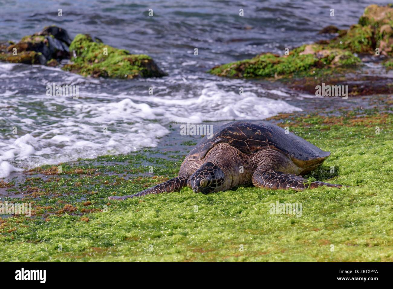 "Honu" Hawaiian green sea turtles resting on Laniakea beach, on the ...