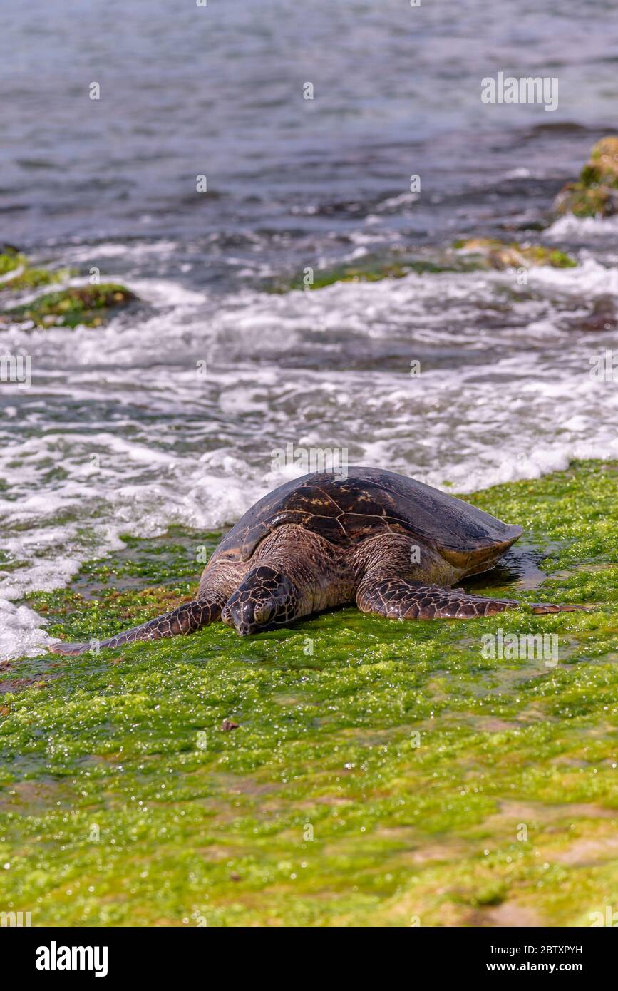 "Honu" Hawaiian green sea turtles resting on Laniakea beach, on the ...
