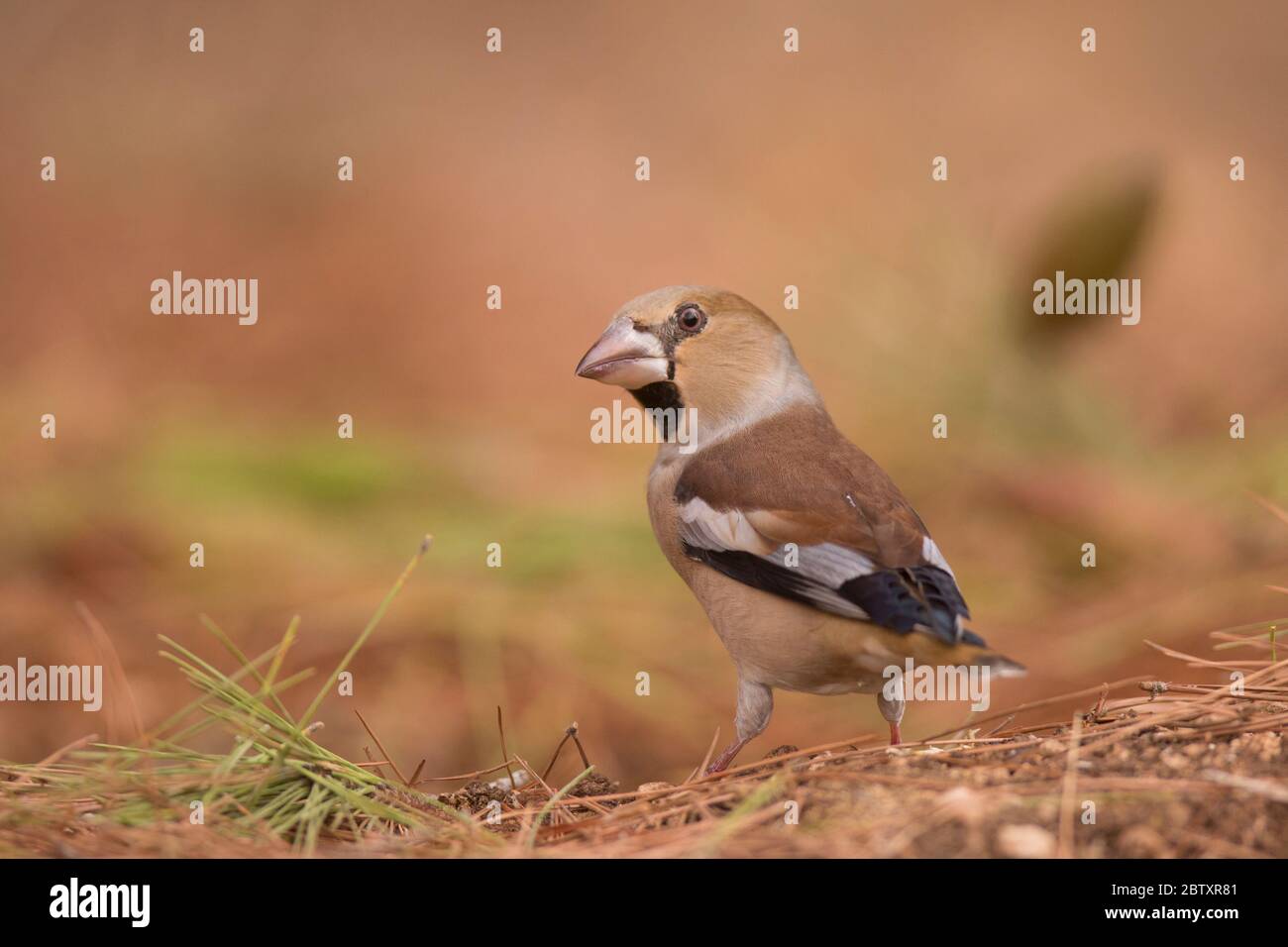 Finches of europe hi-res stock photography and images - Alamy