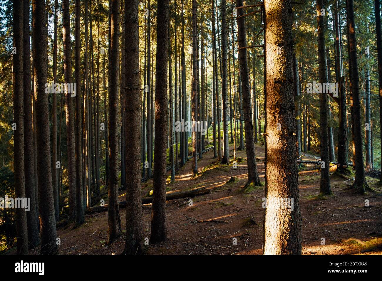 Beautiful forest with trees lit by the sun Stock Photo - Alamy