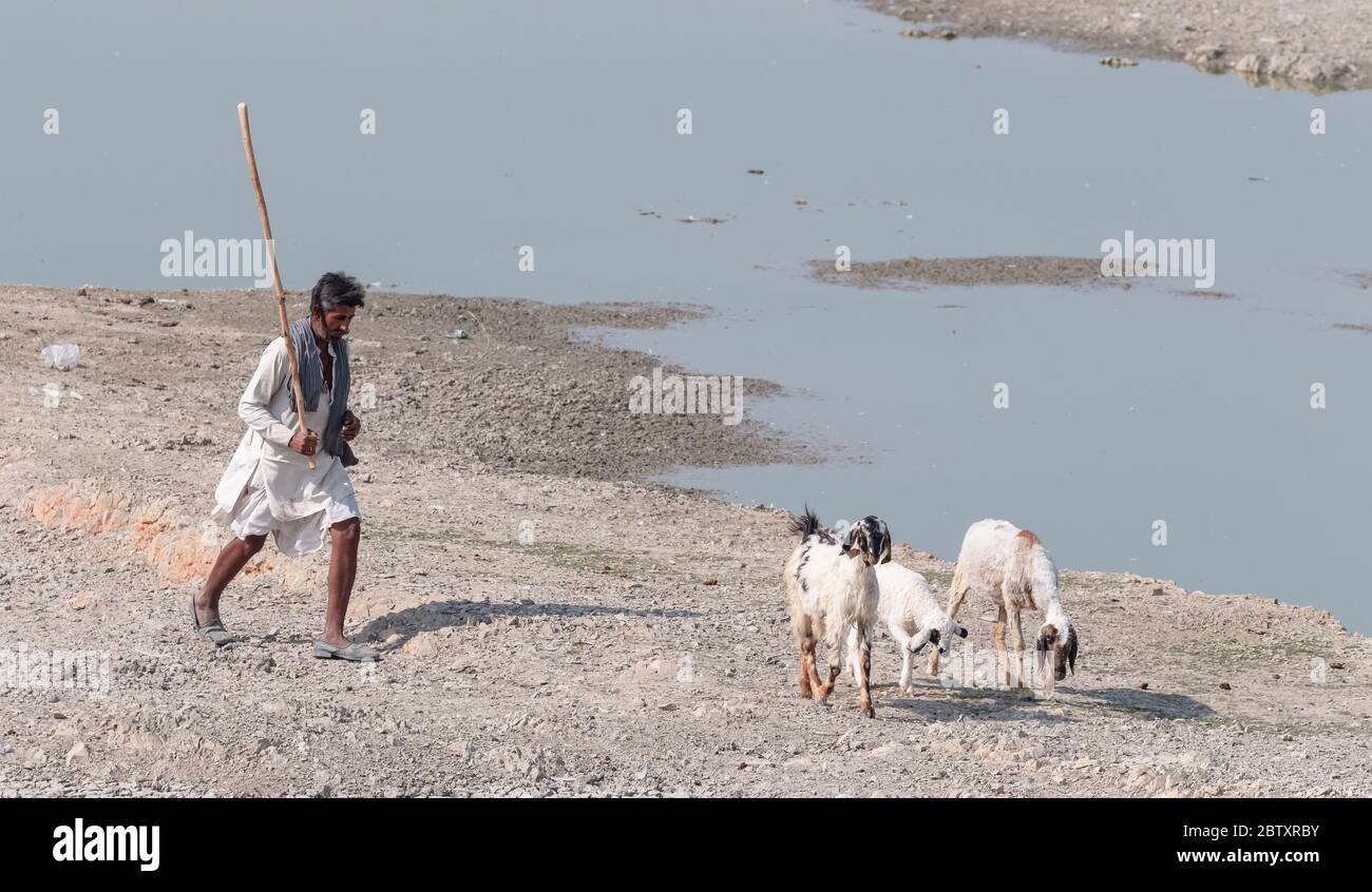 Indian cow herder hi-res stock photography and images - Alamy