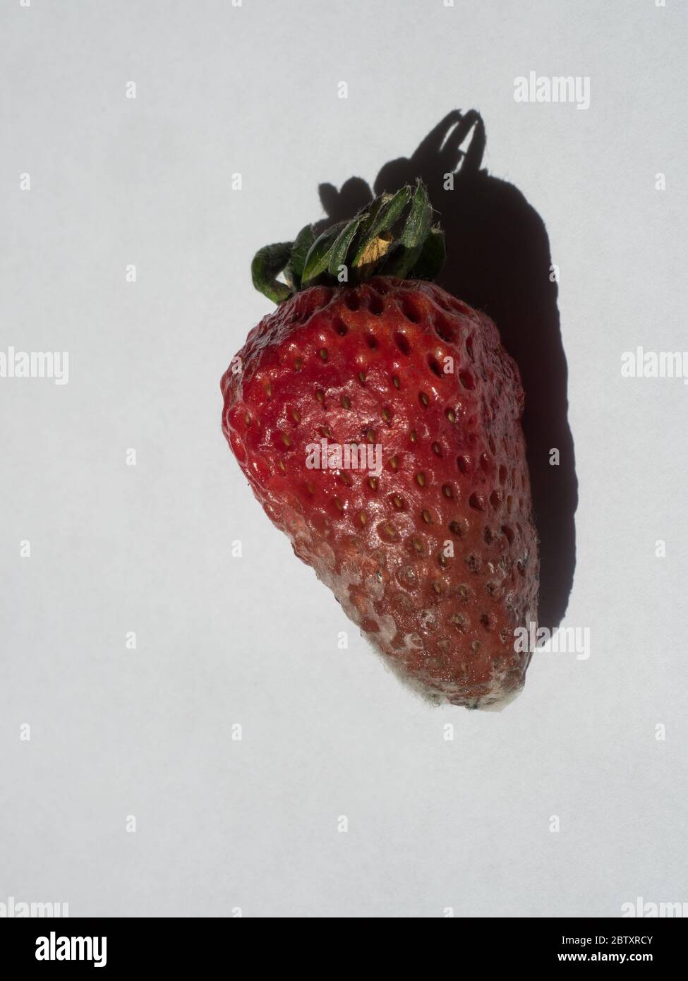 Rotten strawberry hi-res stock photography and images - Alamy