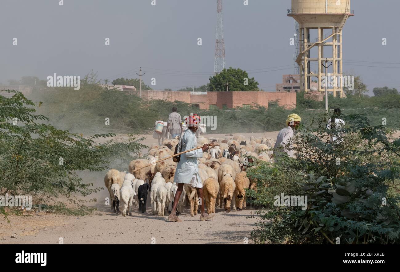 Indian cow herder hi-res stock photography and images - Alamy