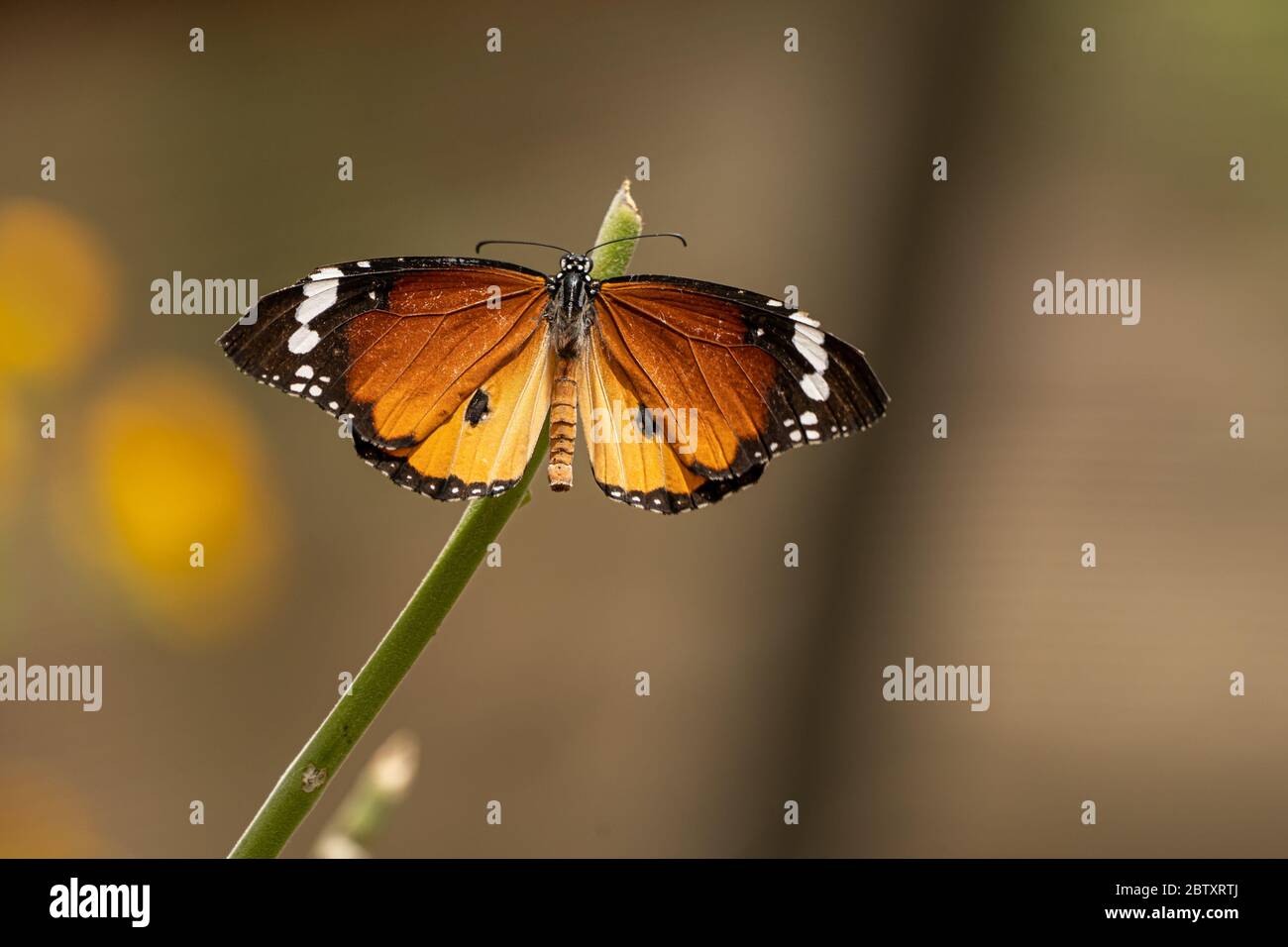 Plain Tiger (Danaus chrysippus) AKA African Monarch Butterfly on a ...