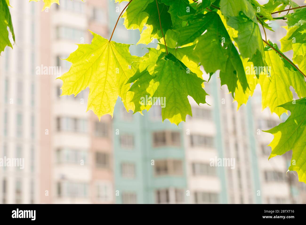 green leaves of young maple on a background of blurry high-rise ...