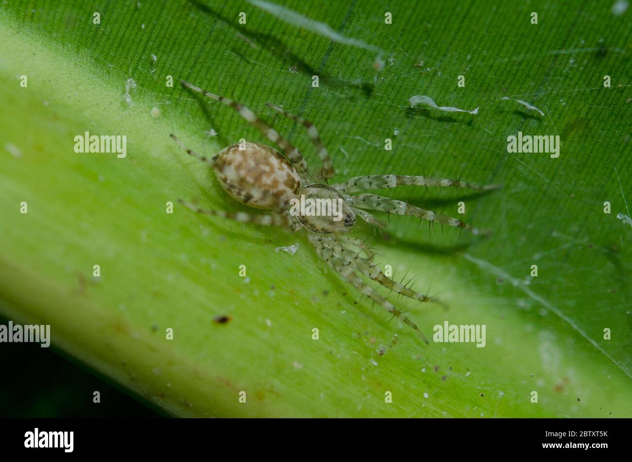 Lynx Spider, Oxyopidae Family, on stem, Klungkung, Bali, Indonesia ...