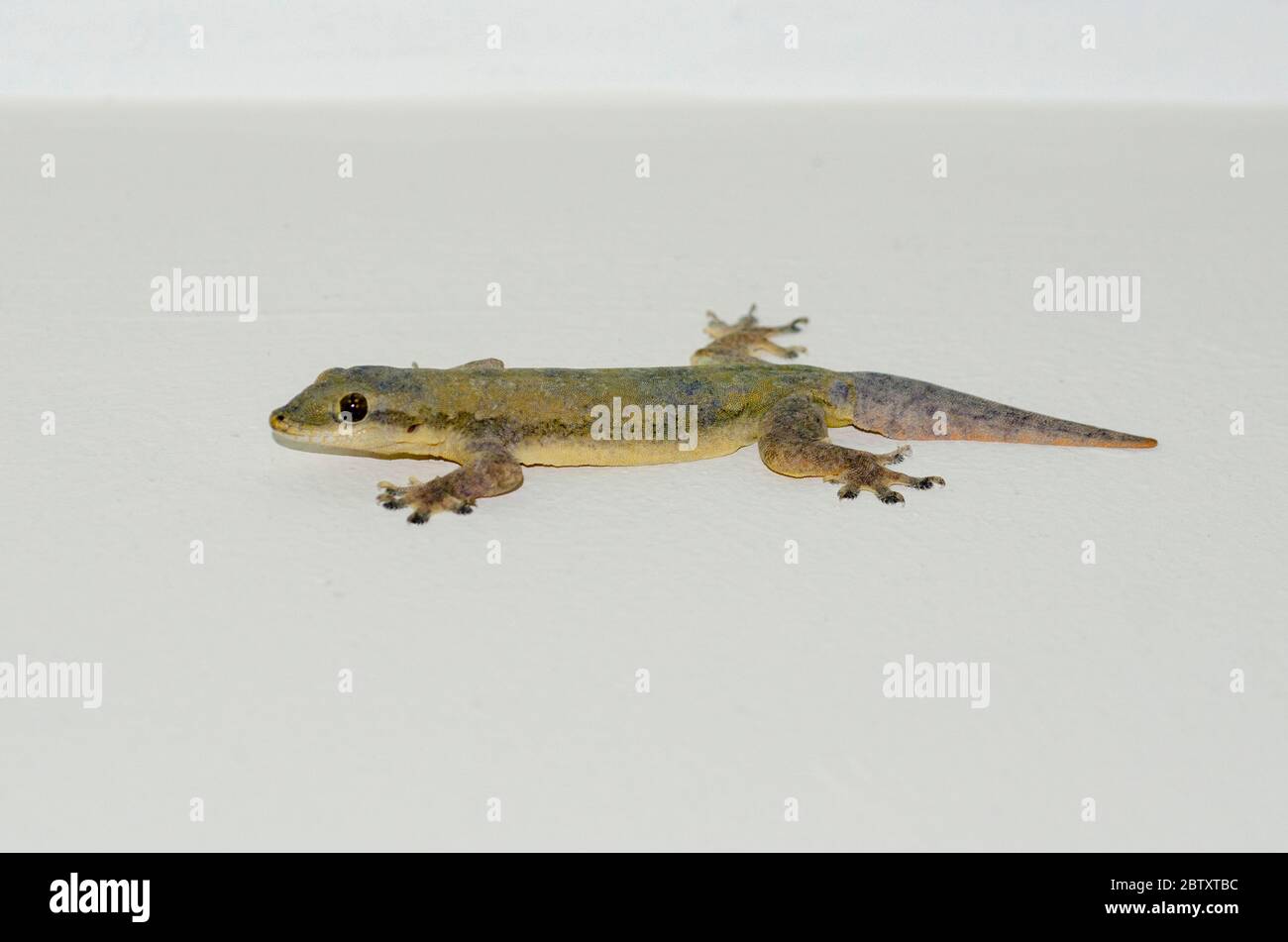 Flat-tailed House Gecko, Hemidactylus platyurus, Klungkung, Bali ...