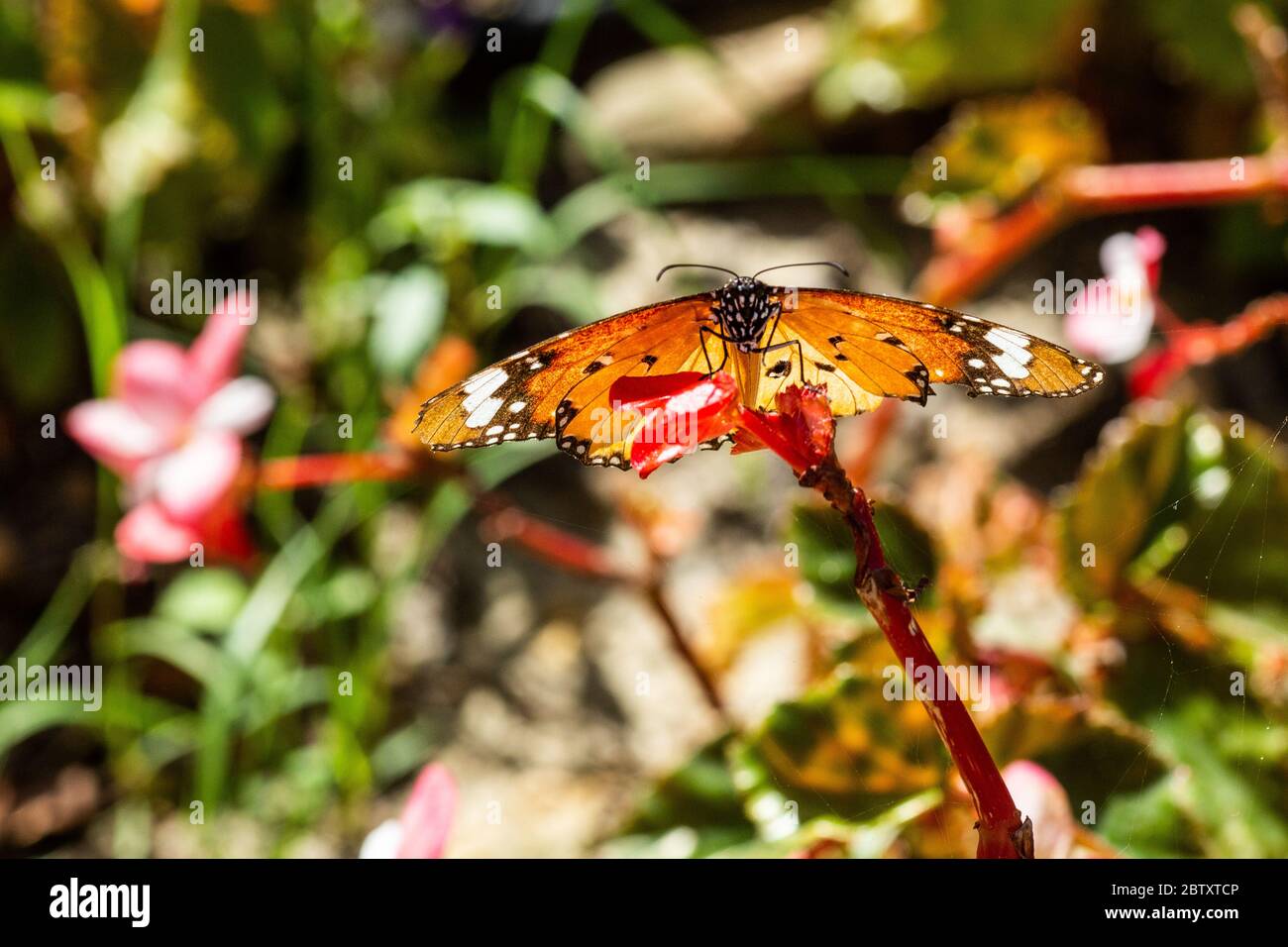 Plain Tiger (Danaus chrysippus) AKA African Monarch Butterfly on a ...