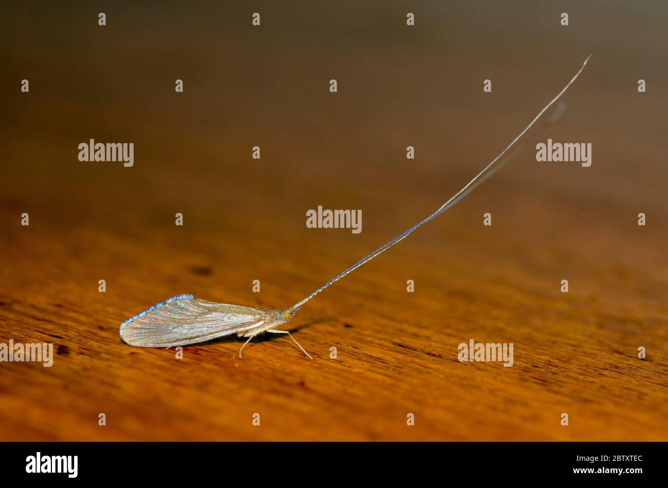 Insects With Extra Long Antennaes