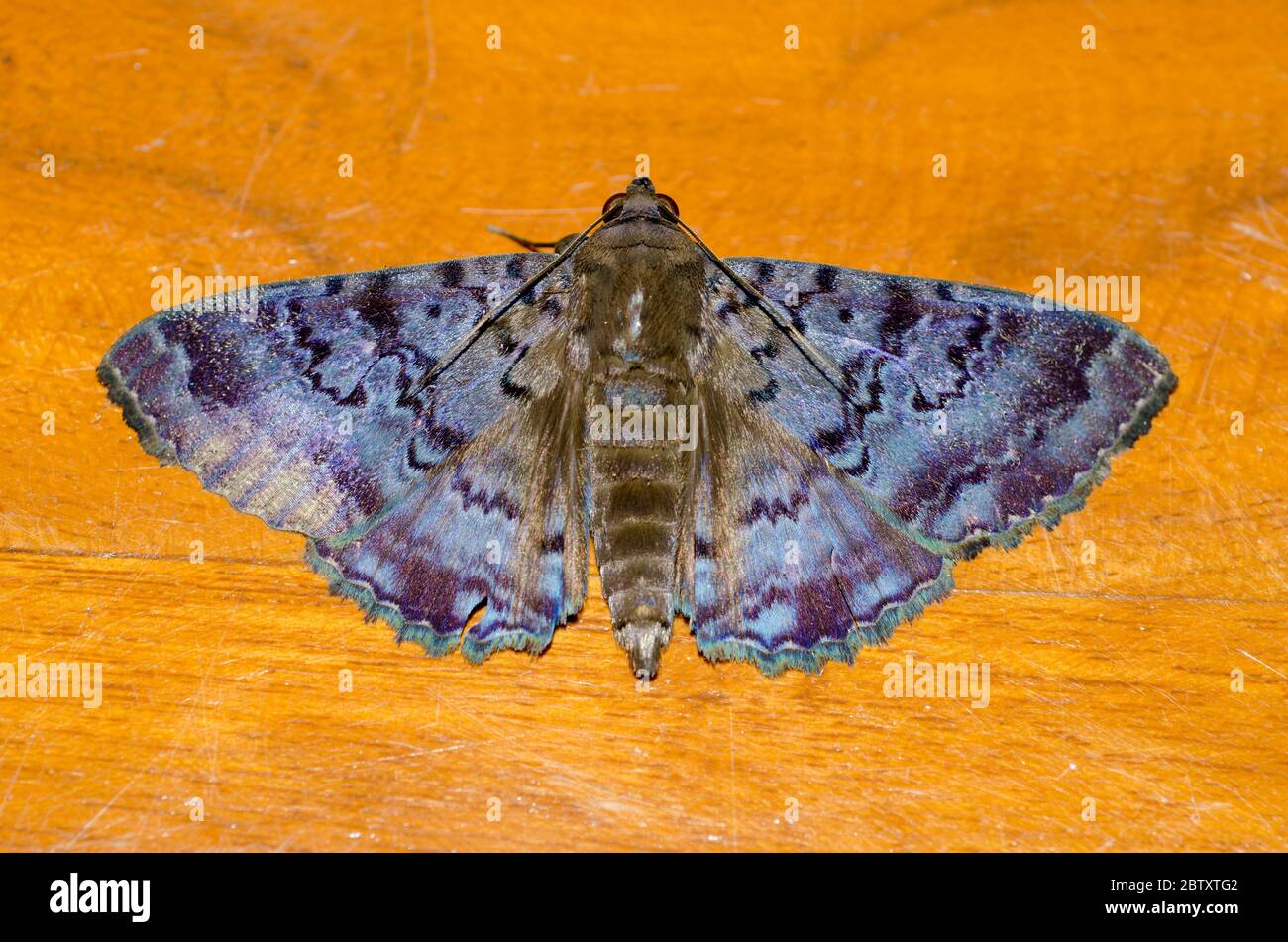 Camouflage moth hi-res stock photography and images - Alamy