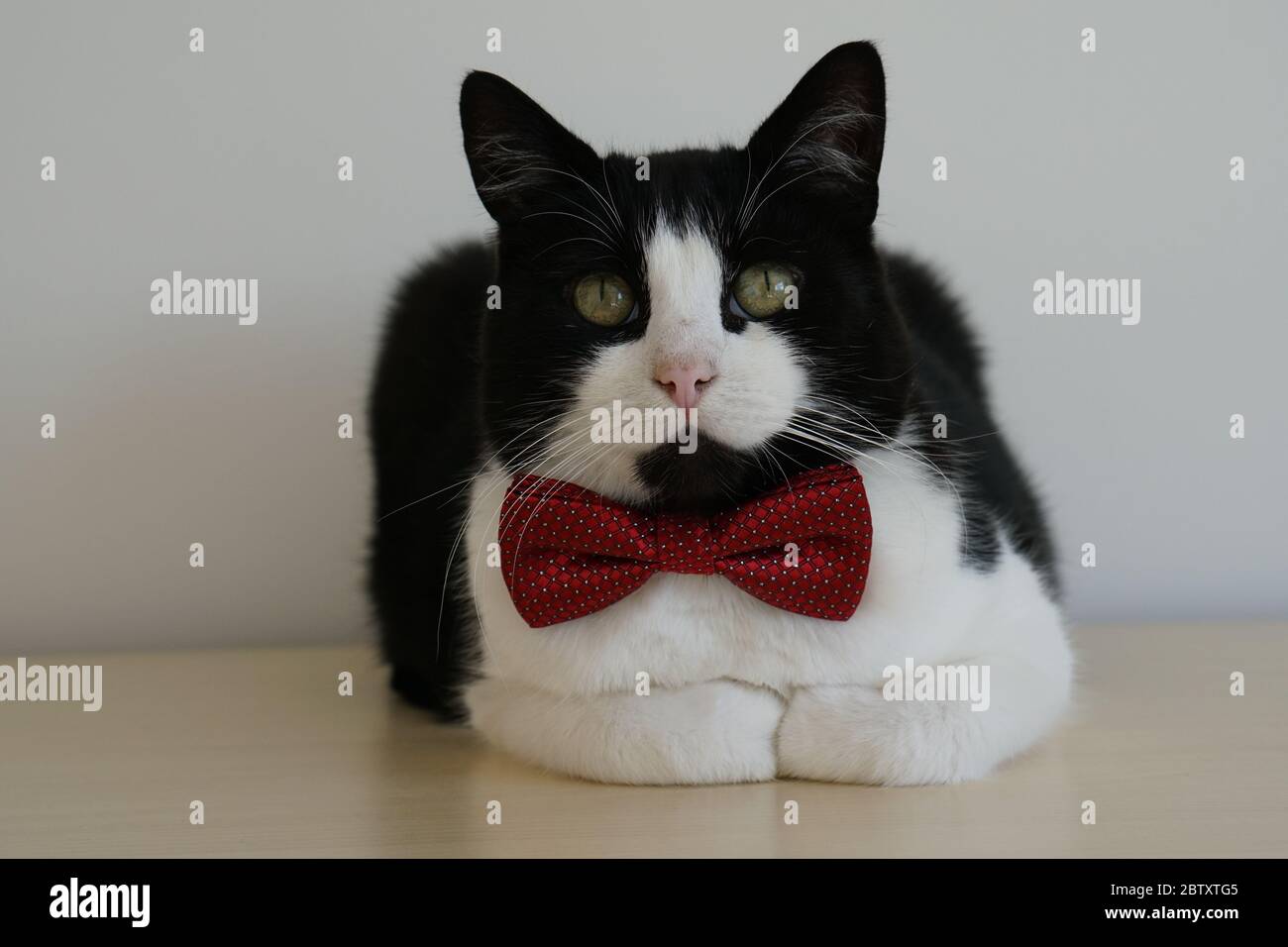 Maroon cat hi-res stock photography and images - Alamy
