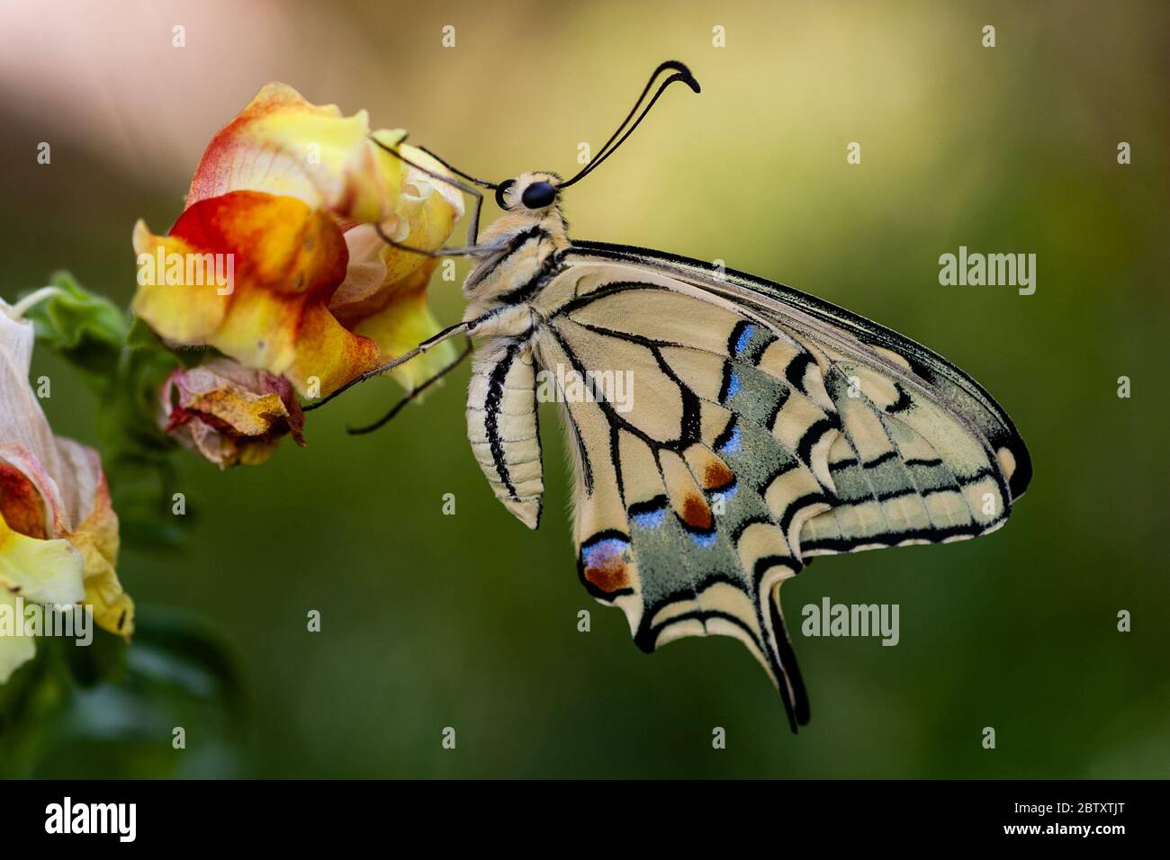 Old World Swallowtail (Papilio machaon) AKA Common yellow swallowtail ...