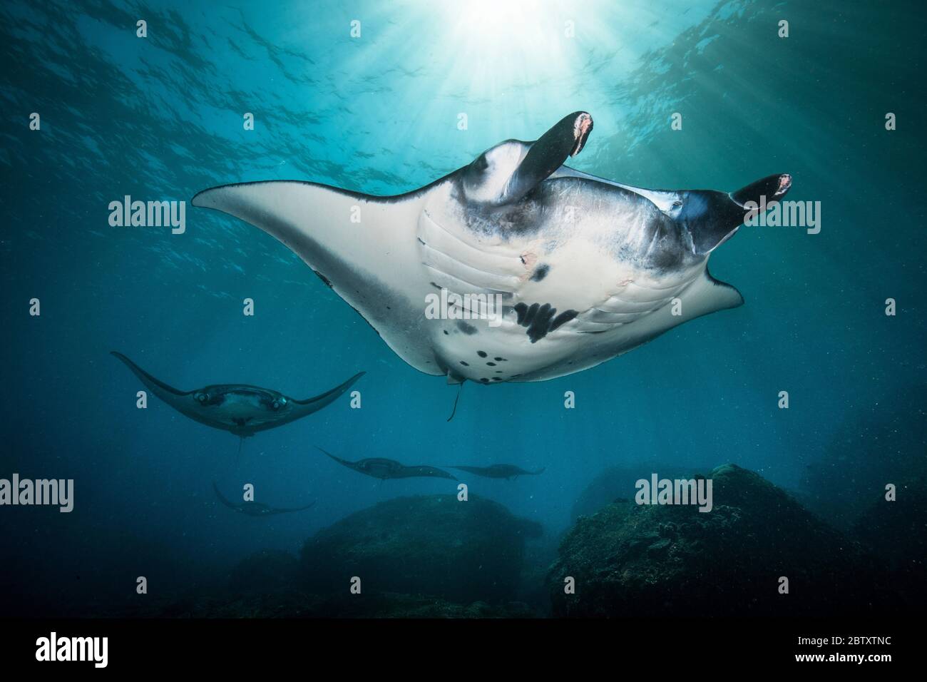 Explore underwater world encounter tropical hi-res stock photography ...