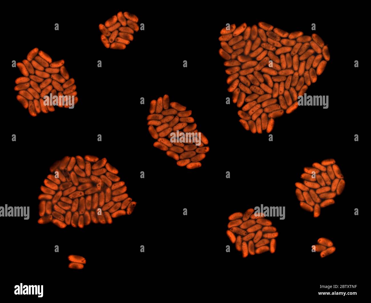 Inverted bright field light micrograph of an edible wild oyster ...