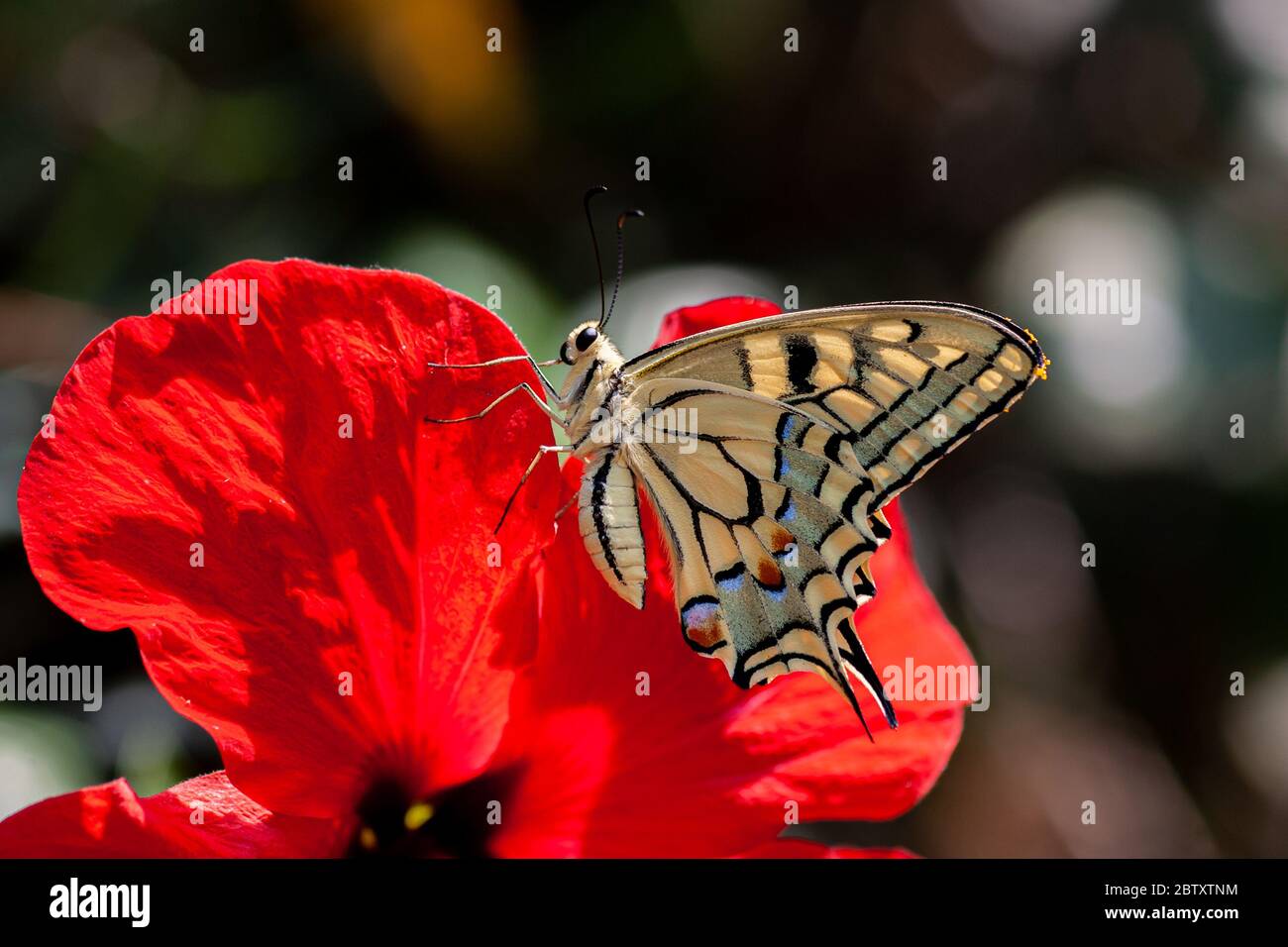 Old World Swallowtail (Papilio machaon) AKA Common yellow swallowtail ...