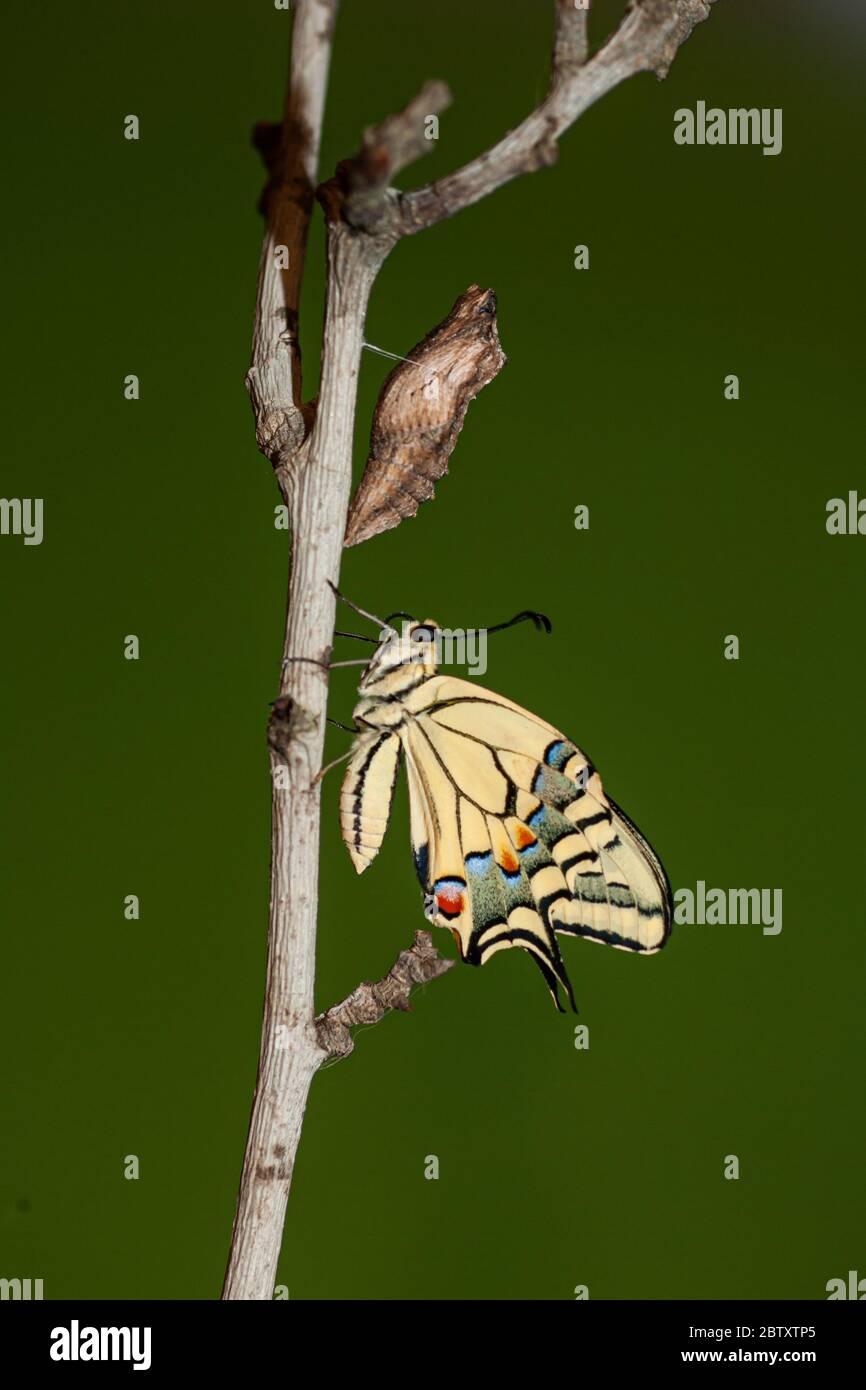 A butterfly has emerged from its Pupa. Old World Swallowtail (Papilio machaon) AKA Common yellow ...