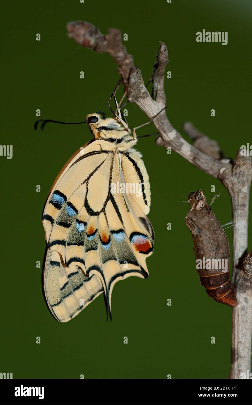 A butterfly has emerged from its Pupa. Old World Swallowtail (Papilio machaon) AKA Common yellow ...