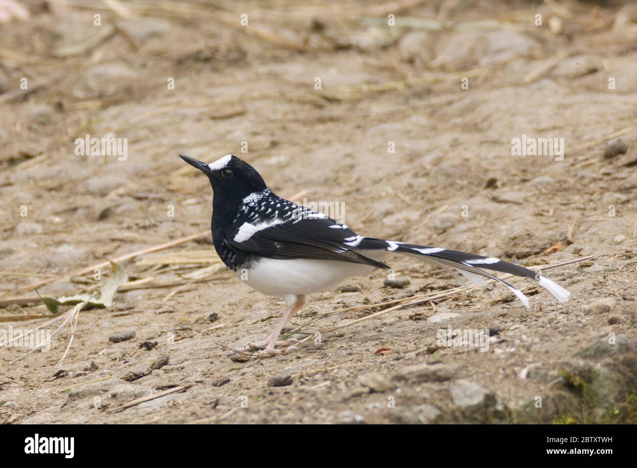 Spotted Forktail (Enicurus maculatus) at Uttarakhand, India Stock Photo ...