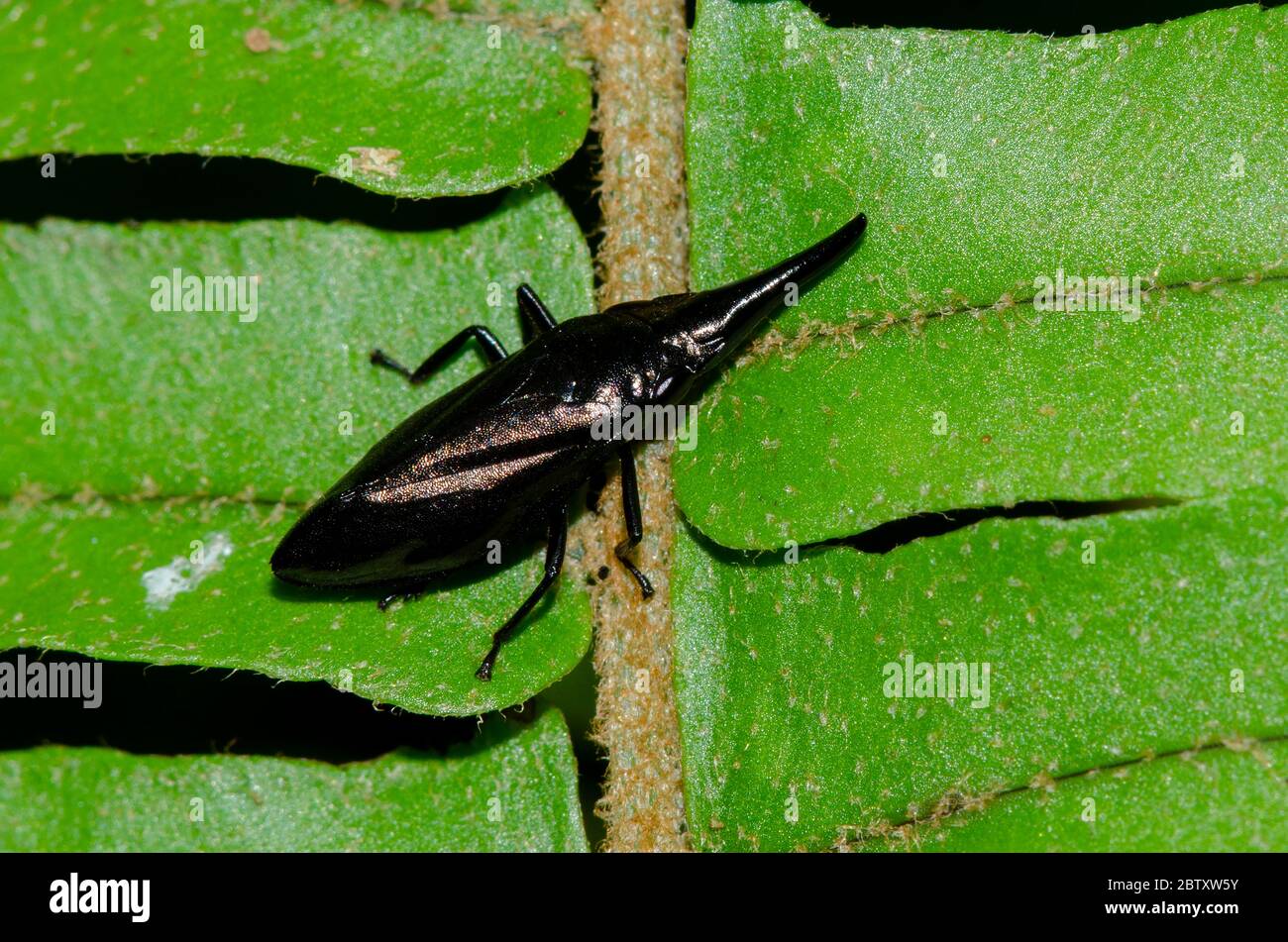 Cercopidae hi-res stock photography and images - Alamy