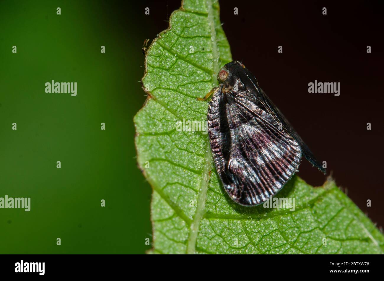Ricaniid Planthopper, Ricaniidae Family, on leaf, Weda, Halmahera ...