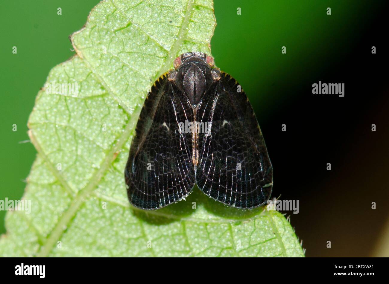 Ricaniid Planthopper, Ricaniidae Family, on leaf, Weda, Halmahera ...