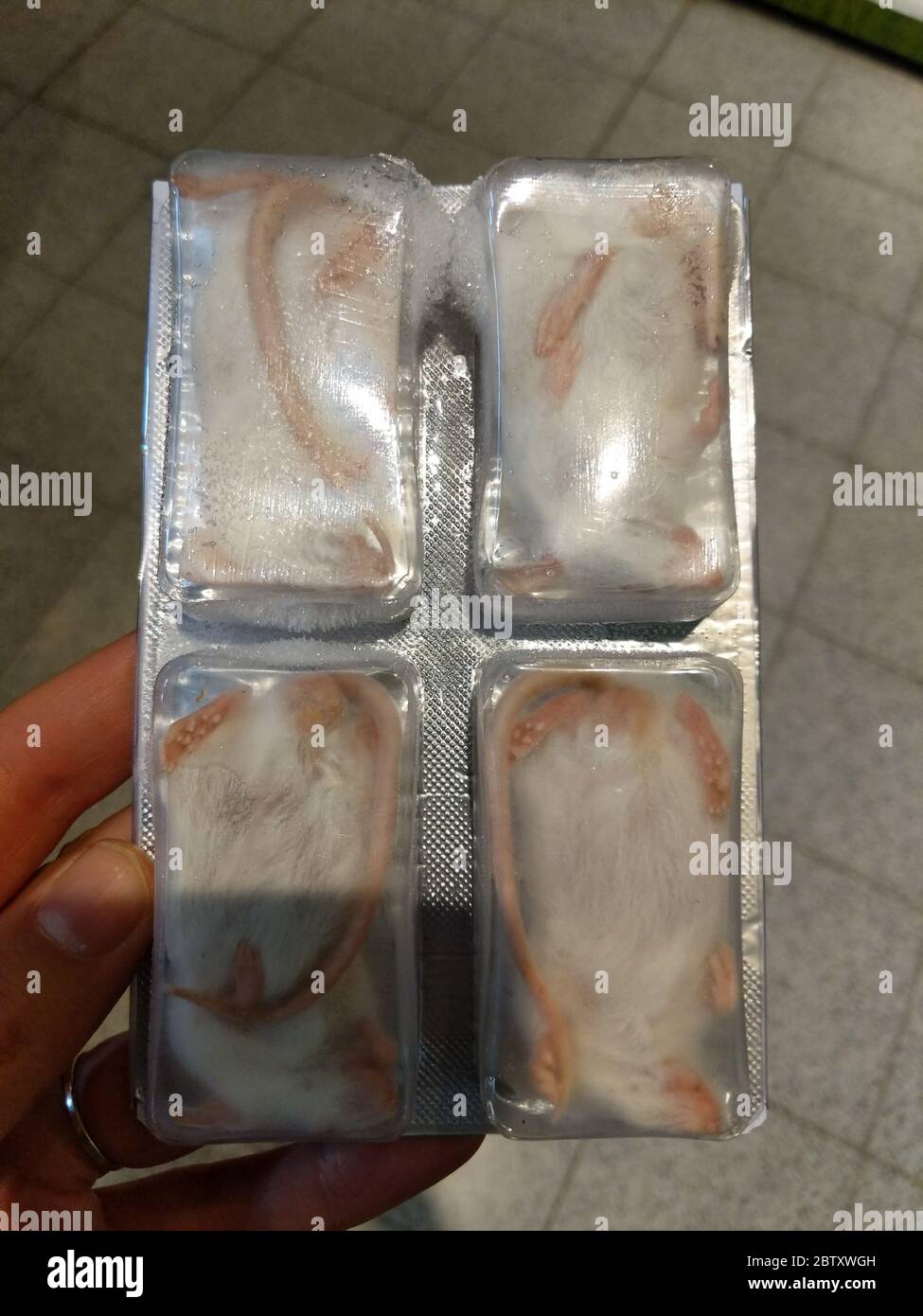 Blister pack of male adult white frozen dead feeder mice for pet snakes ...